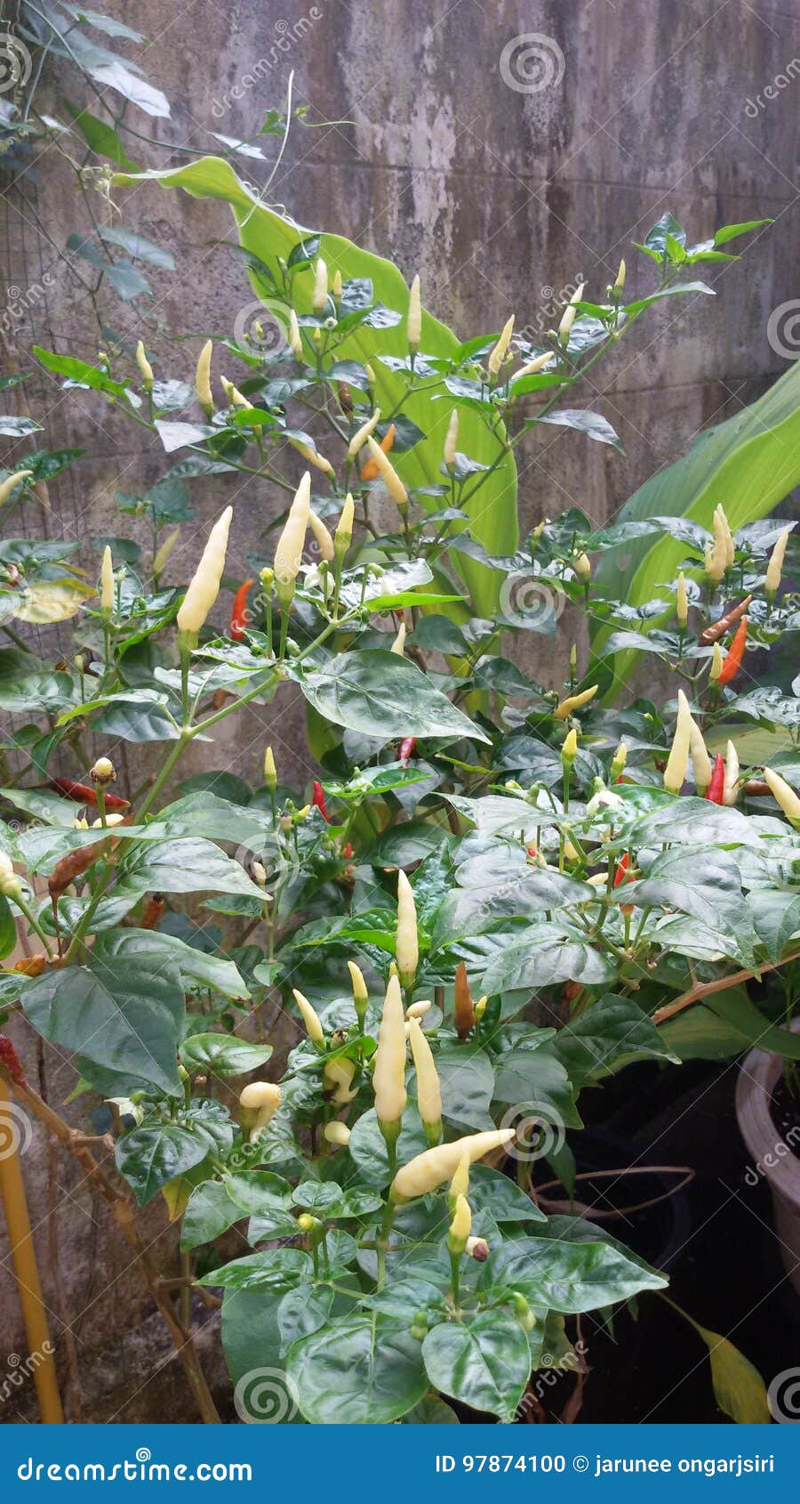 Chilli tree stock photo. Image of thai, spicy, tree, plant - 97874100