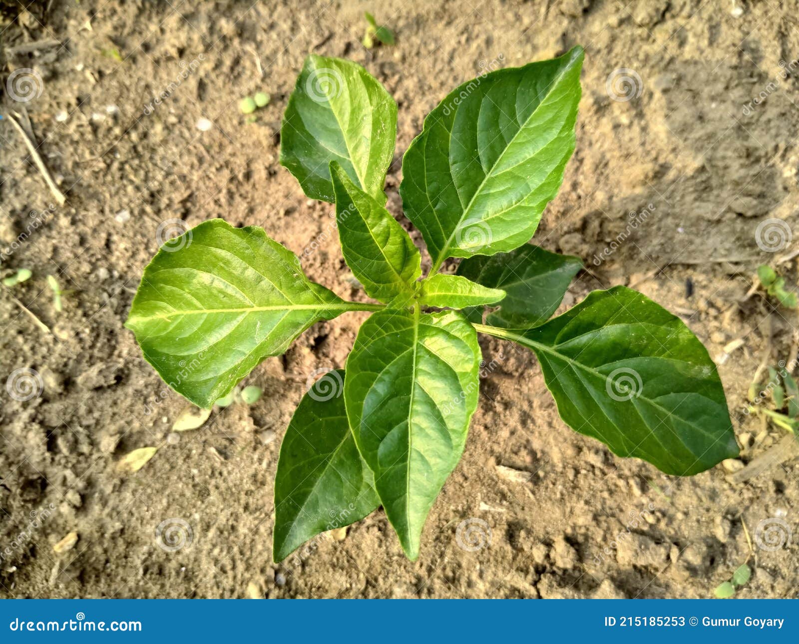 Chilli tree and leaves stock image. Image of leaves - 215185253