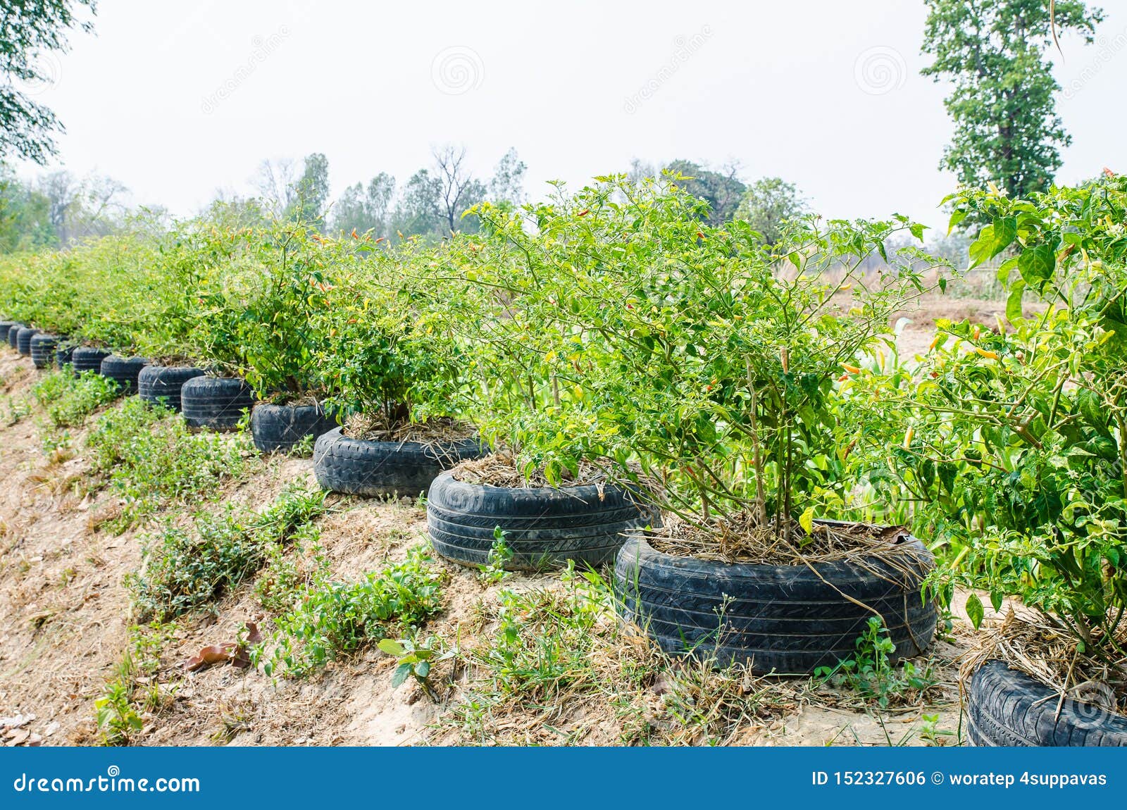 Chilli tree stock photo. Image of plants, leaf, fruit - 152327606