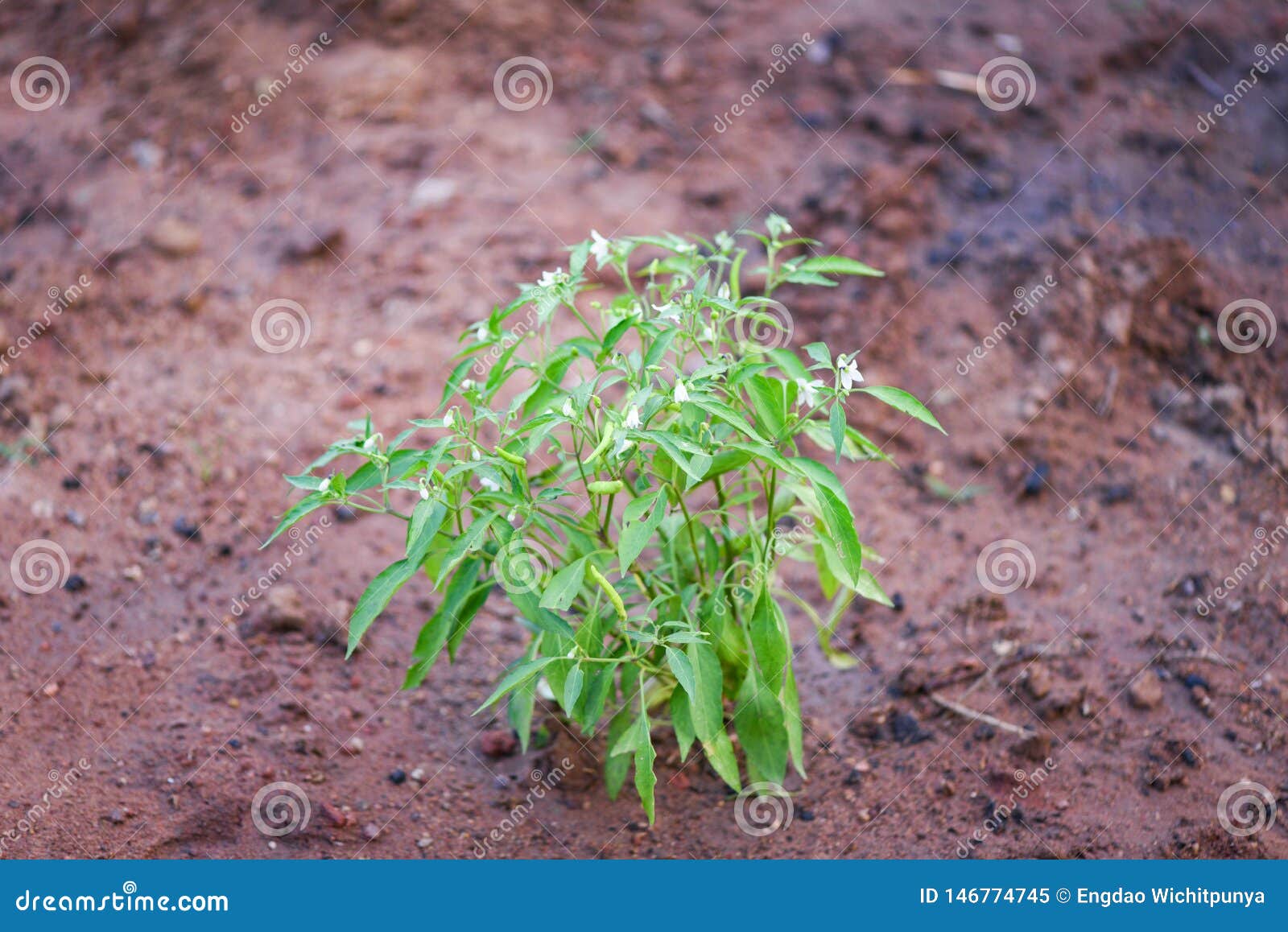 Chilli Tree Planting on Ground Agriculture in Vegetable Garden Stock ...