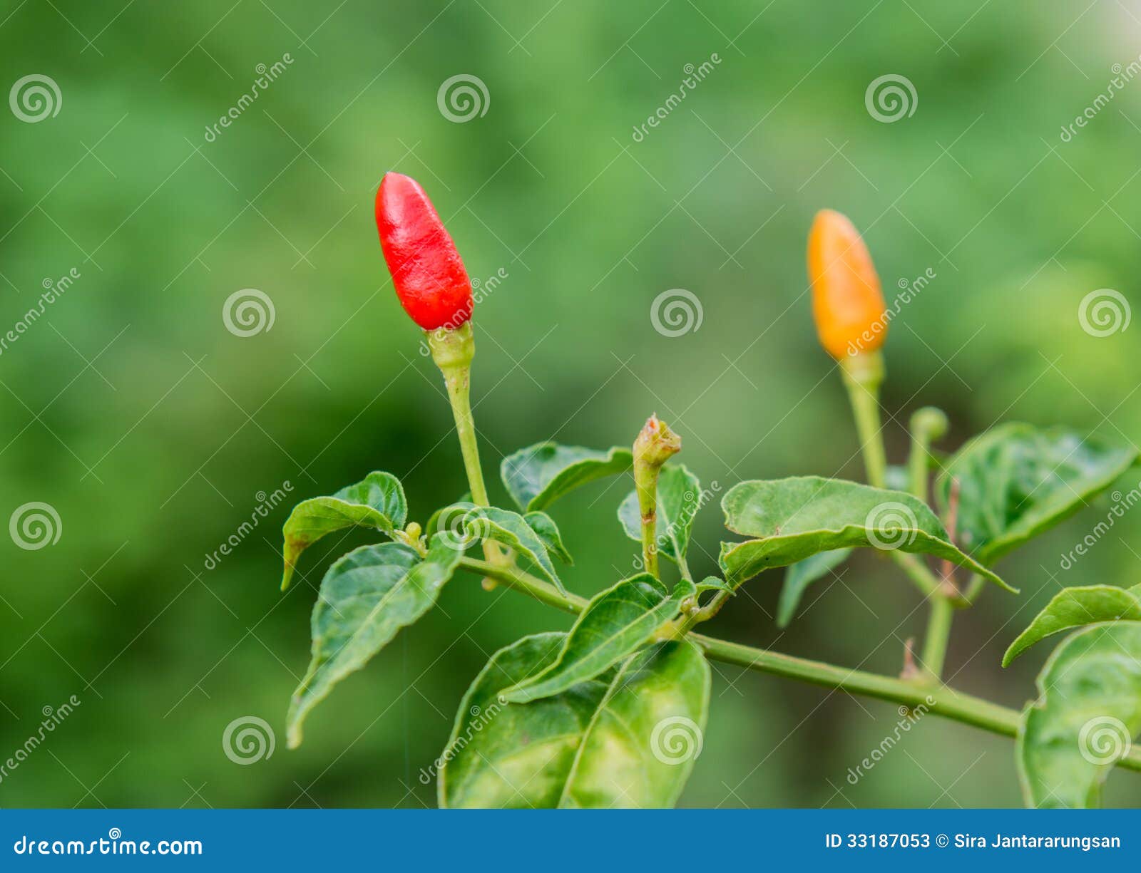 Chilli on the tree stock image. Image of harvest, diet - 33187053