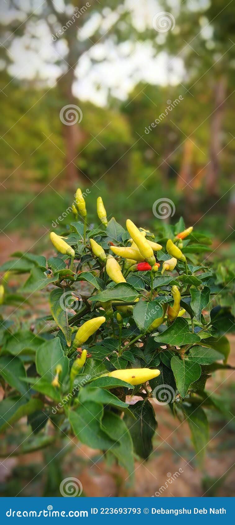 Chilli tree stock image. Image of herb, branch, green - 223693793