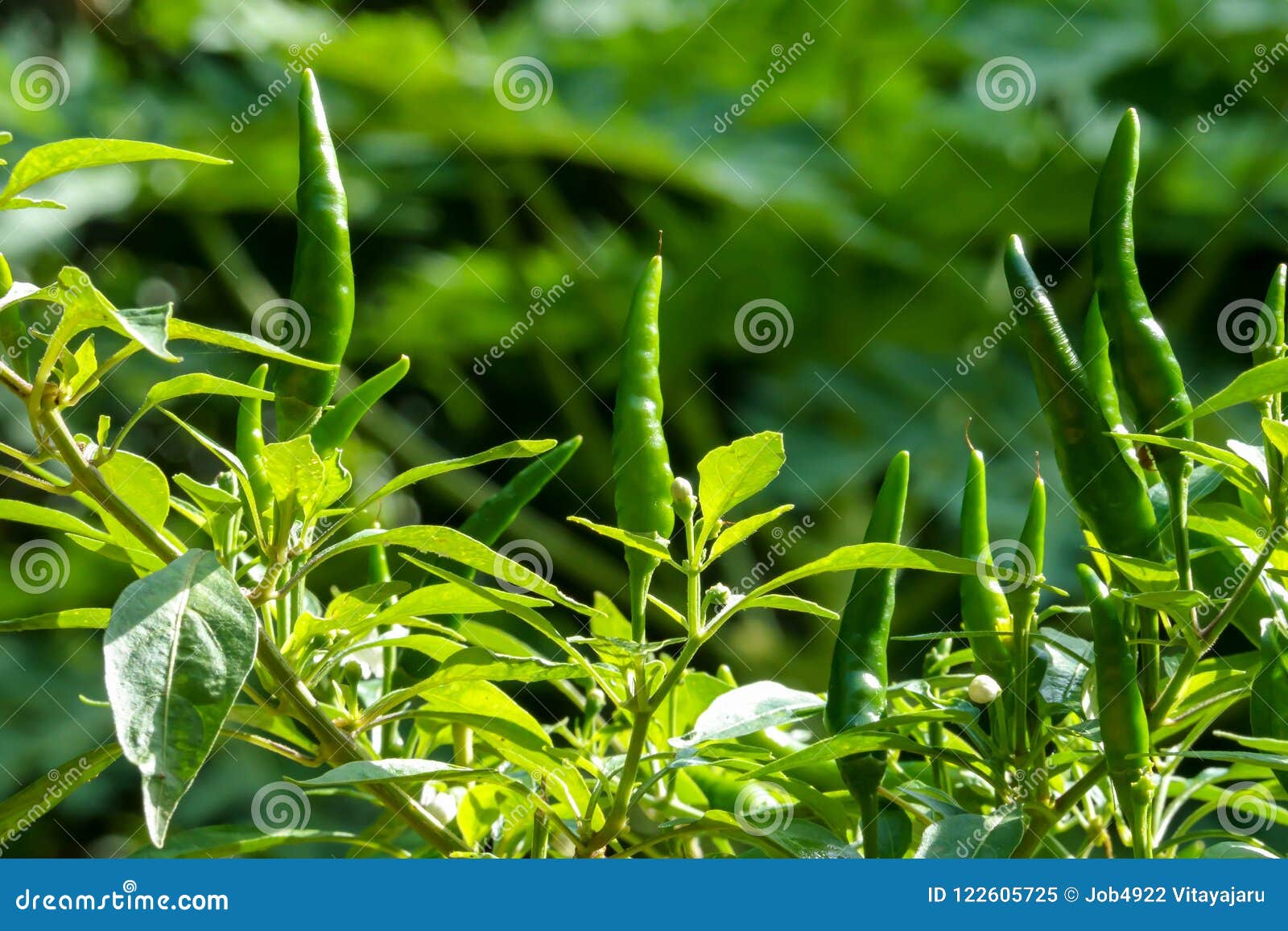 Chilli on tree stock image. Image of garden, thailand - 122605725