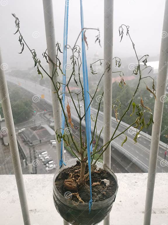 Chilli tree about to die stock image. Image of tree - 214068461