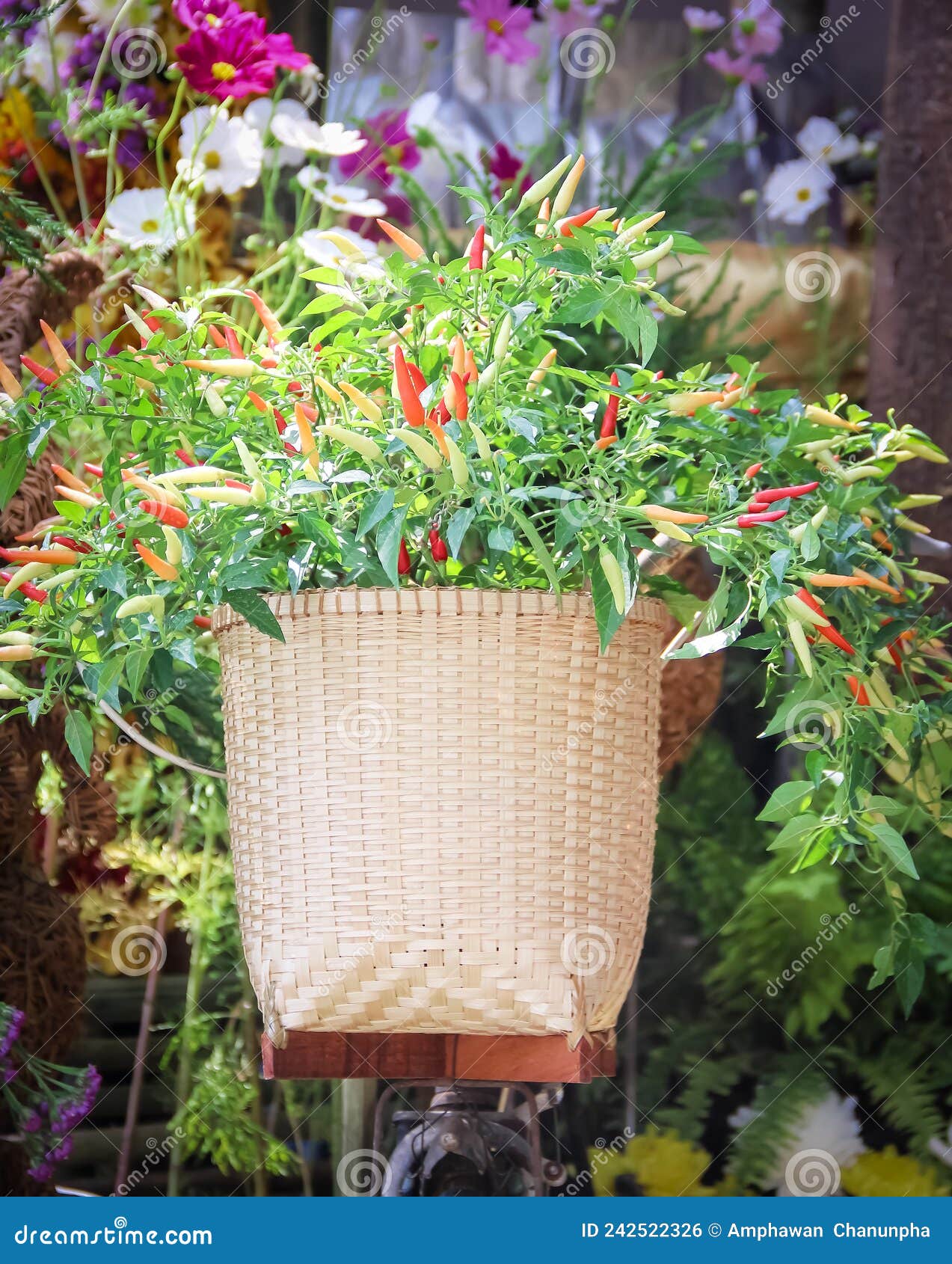Chilli on Trees in Wood Pot ,ornamental Plants Decorative in Garden ...
