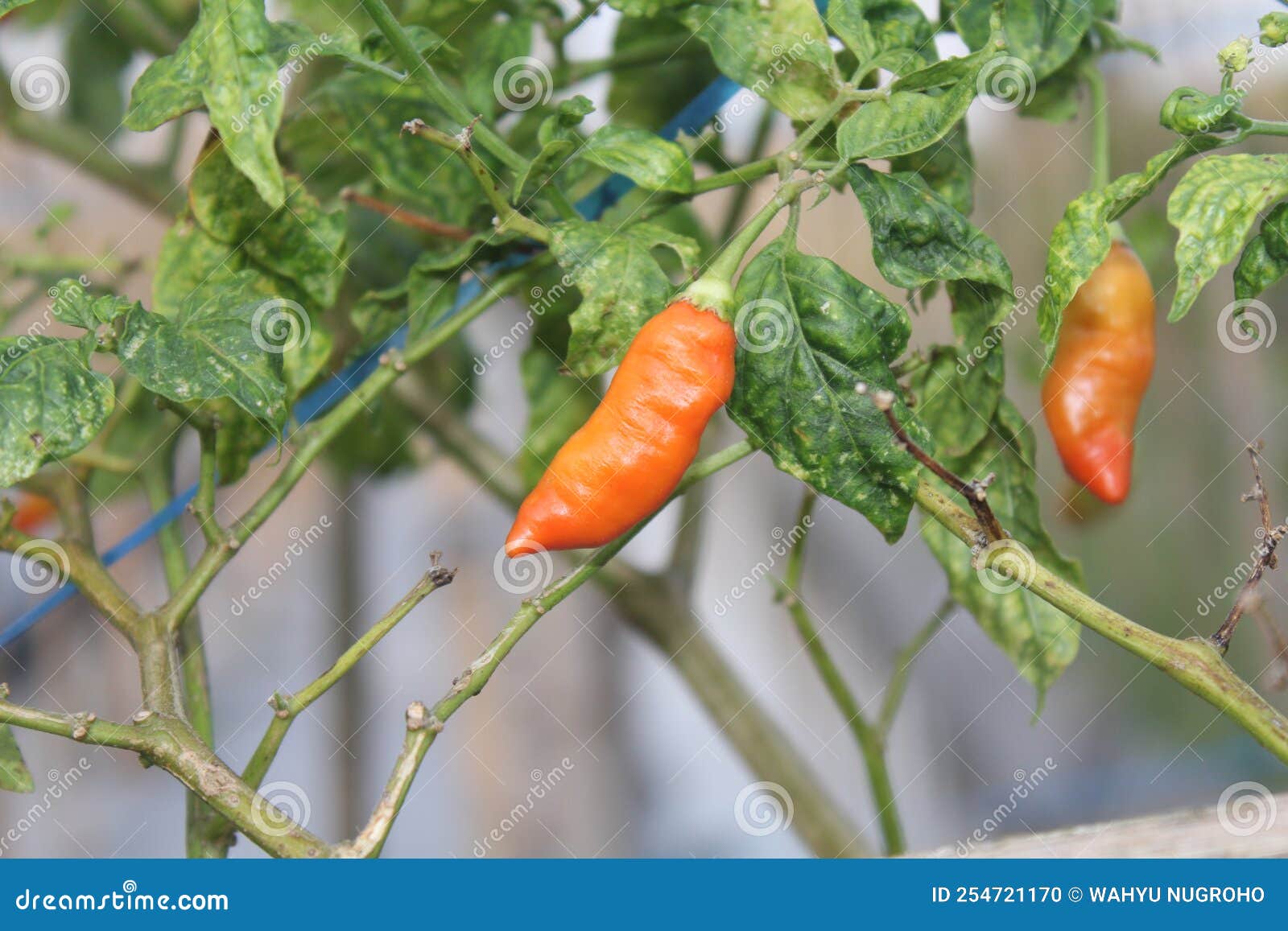 Chilli is Vegetable that Has Spicy Taste Stock Photo - Image of spicy ...