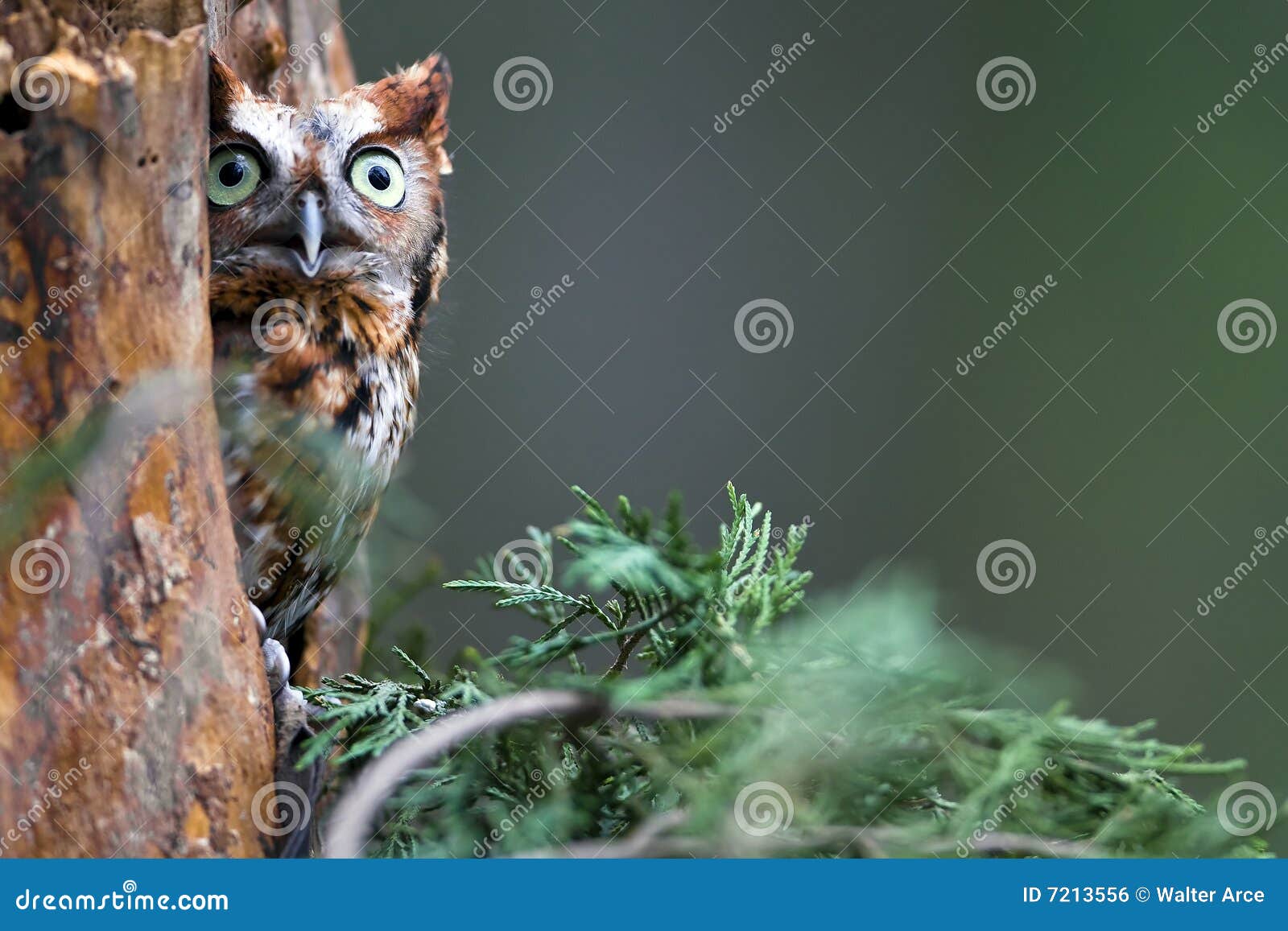 Chillido-Buho del este foto de archivo. Imagen de ojeada - 7213556