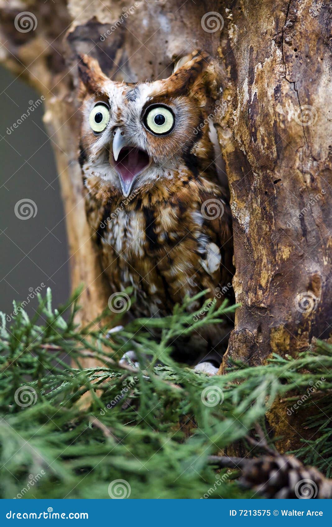 Chillido-Buho del este imagen de archivo. Imagen de buho - 7213575