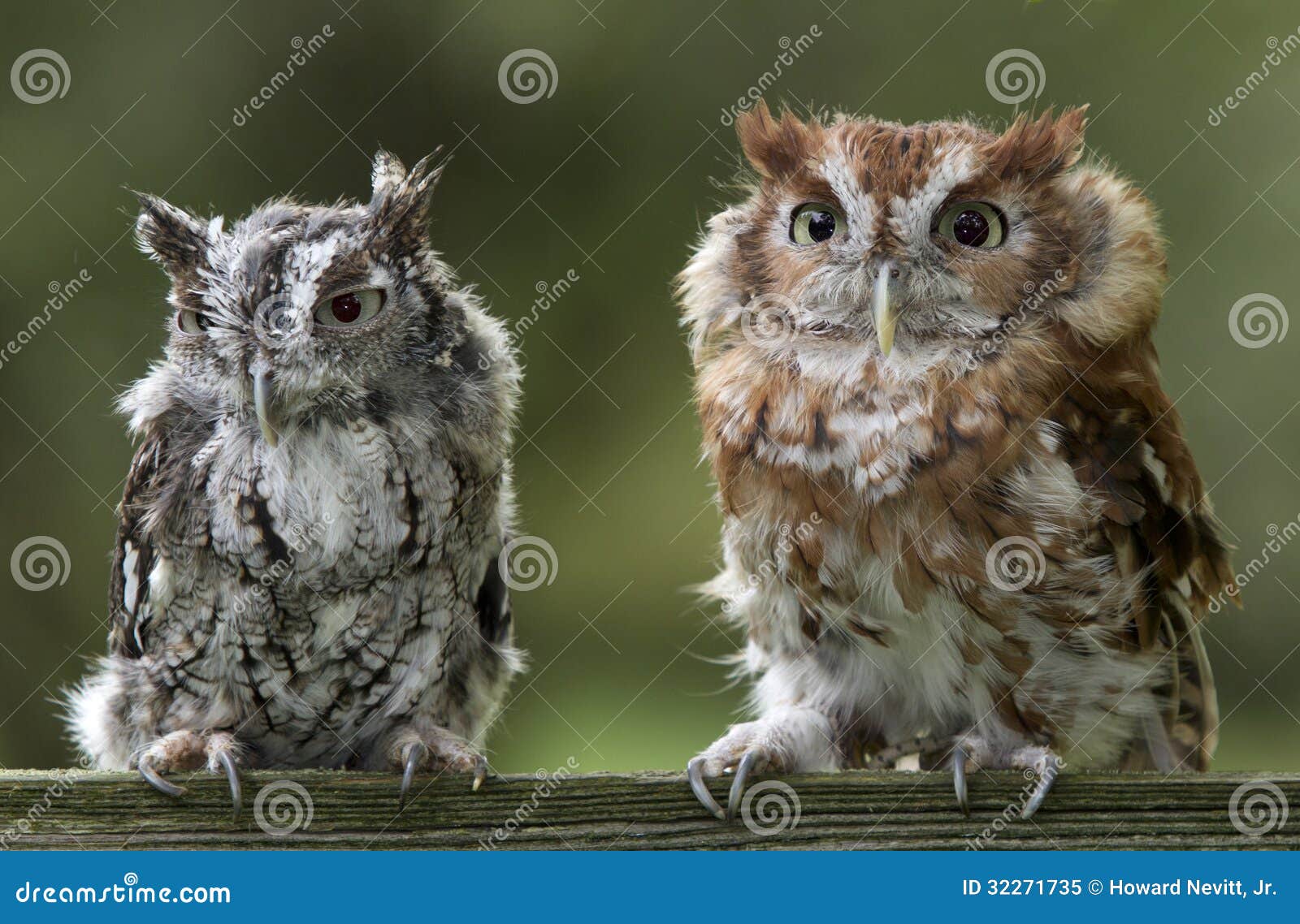 Chillido Owl Pair imagen de archivo. Imagen de salvaje - 32271735