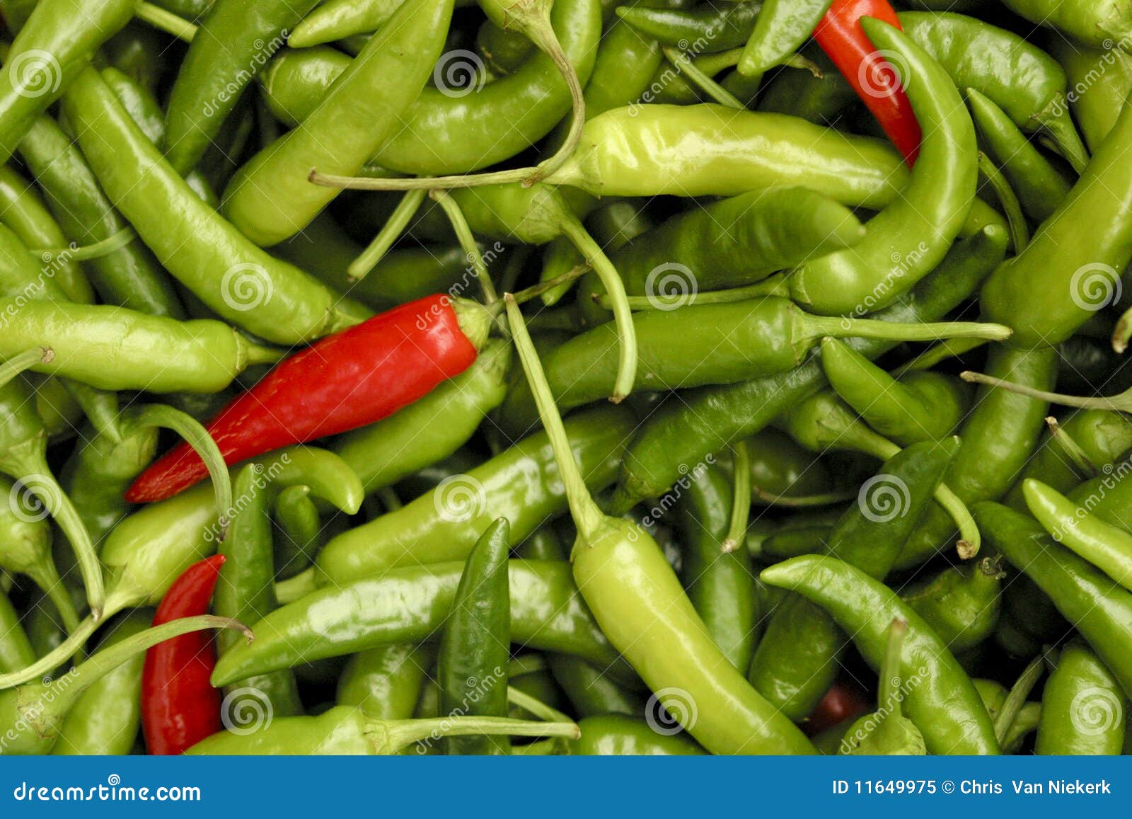 Chillies stock image. Image of peppers, spicy, chillies - 11649975