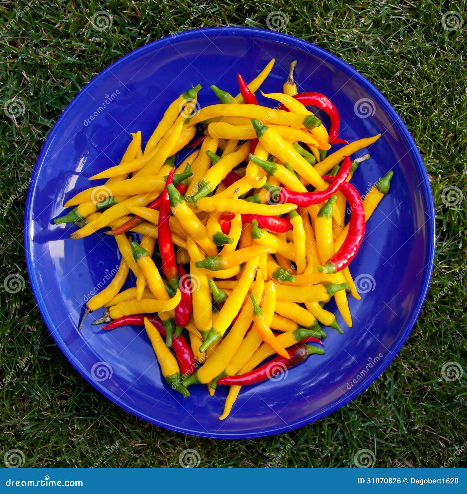 Chillies stock photo. Image of plant, closeup, pepper - 31070826