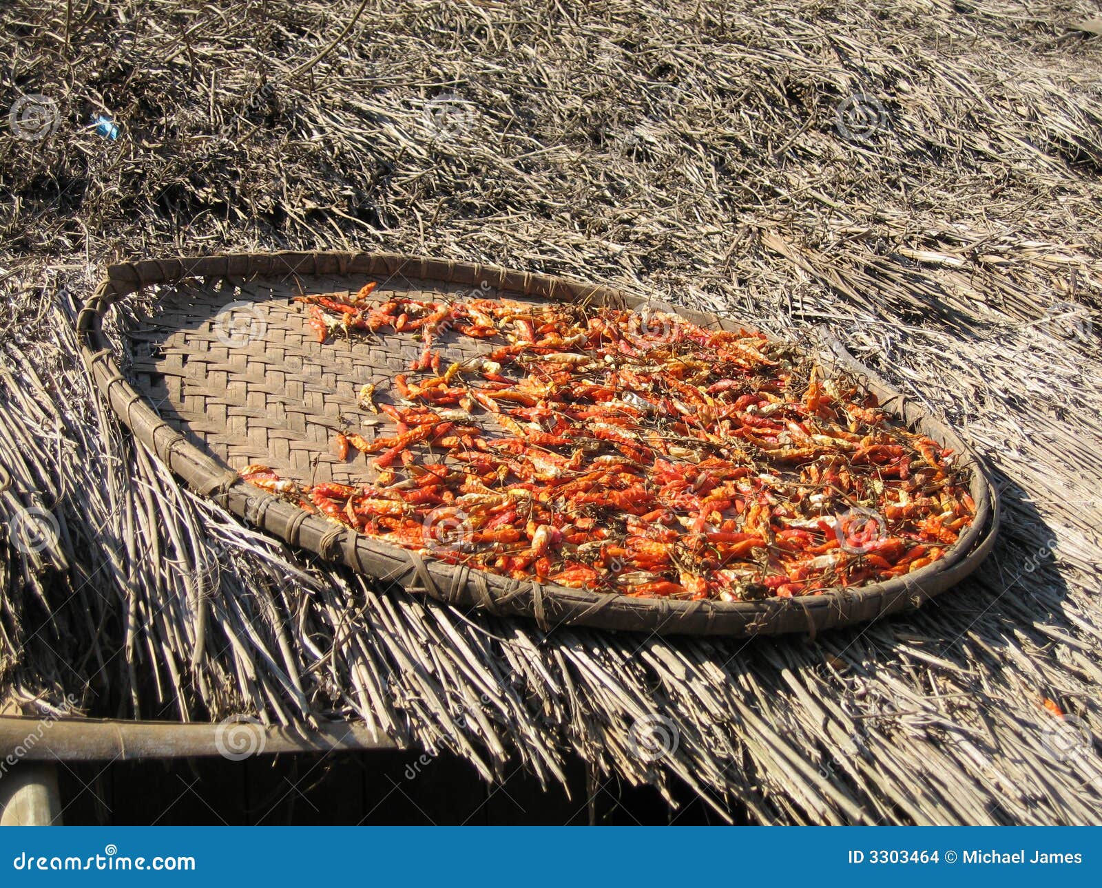 Chillies drying in the sun stock photo. Image of seasoning - 3303464