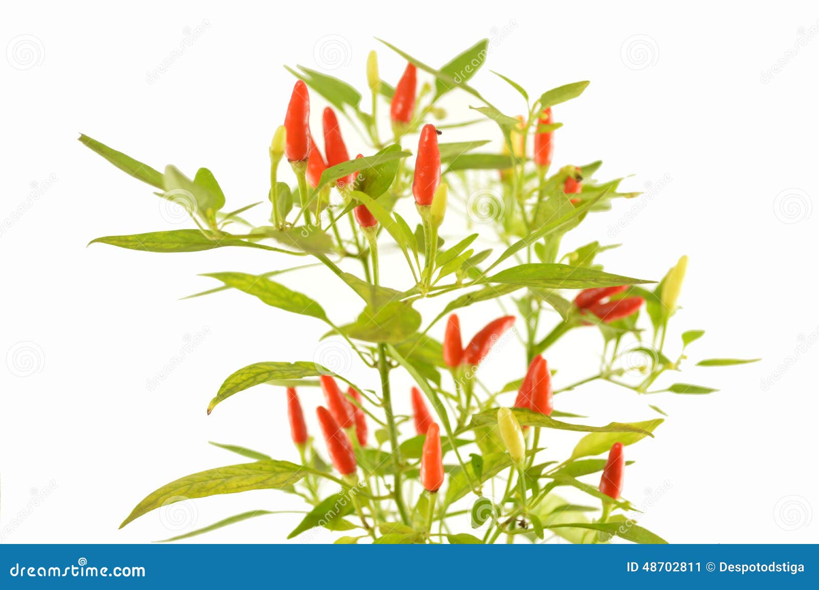 Chillies stock image. Image of close, crop, people, freshness - 48702811