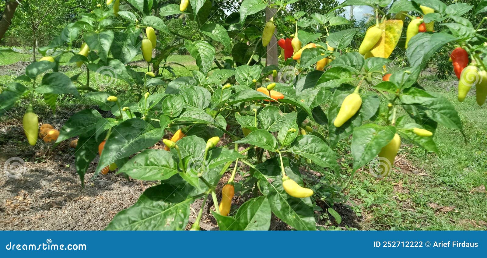 Chillies Plant at Farm Land Stock Photo - Image of farmland, farm ...