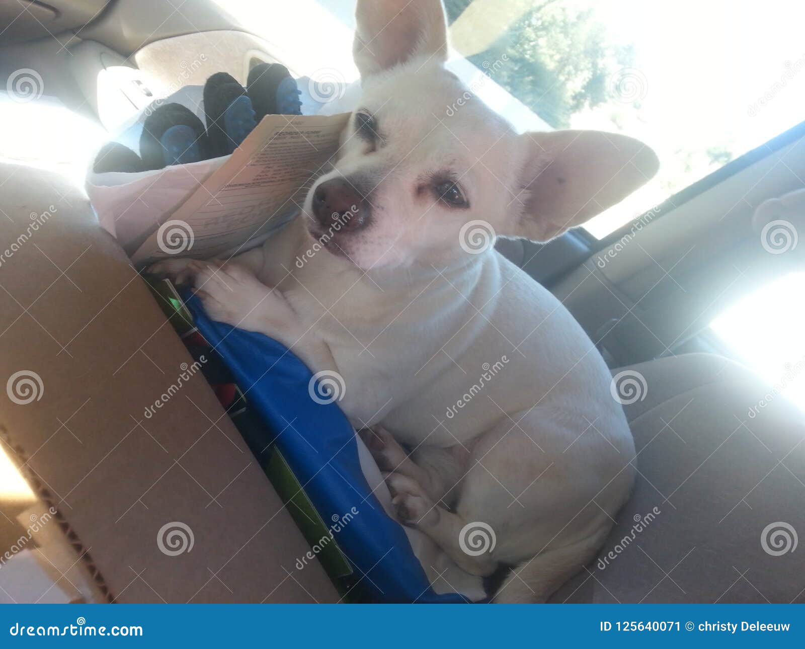 Chillin stock image. Image of love, madison, chillin - 125640071