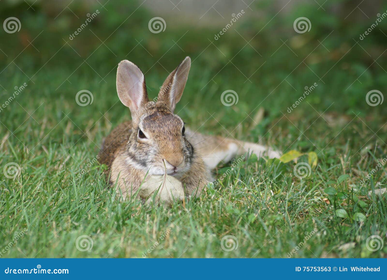 Chilling Bunny stock image. Image of sleepy, green, chilling - 75753563