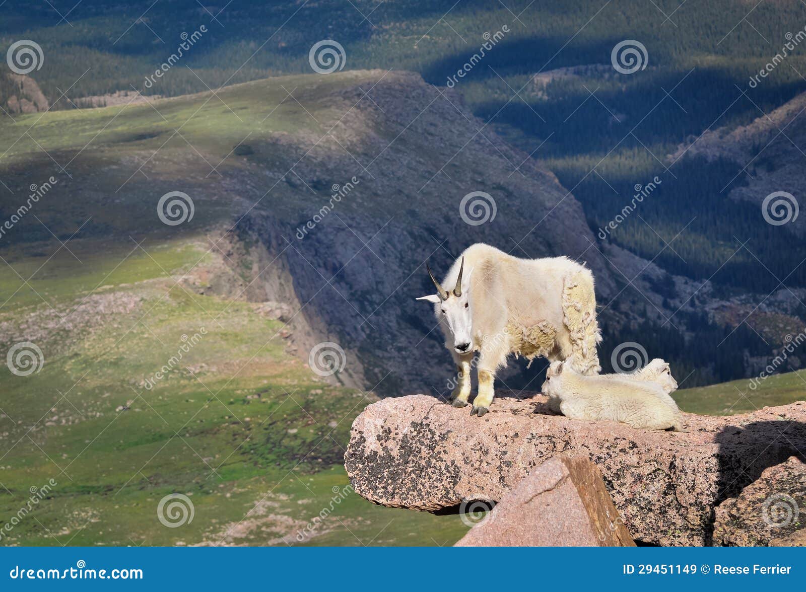 Chilling on a Cliff stock image. Image of goat, evans - 29451149