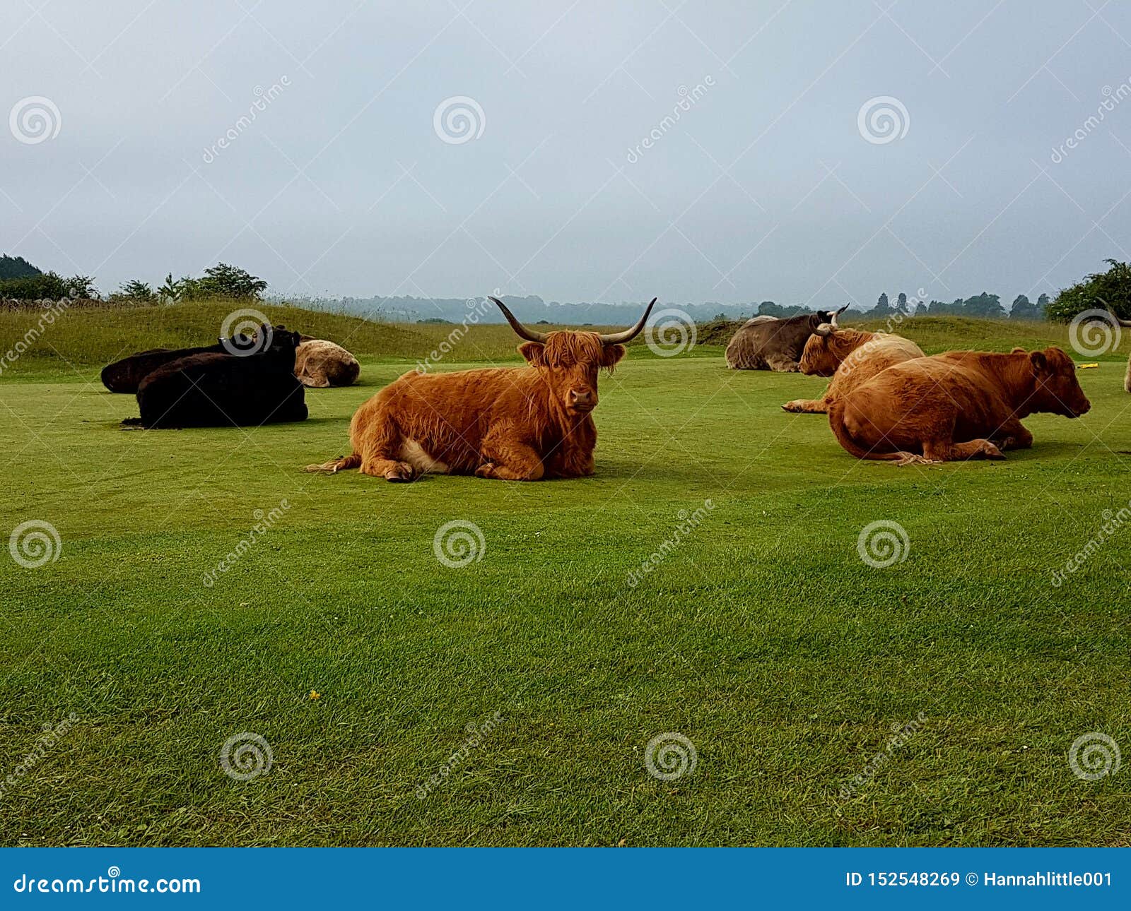 Chilling stock image. Image of scottish, cattle, chilling - 152548269
