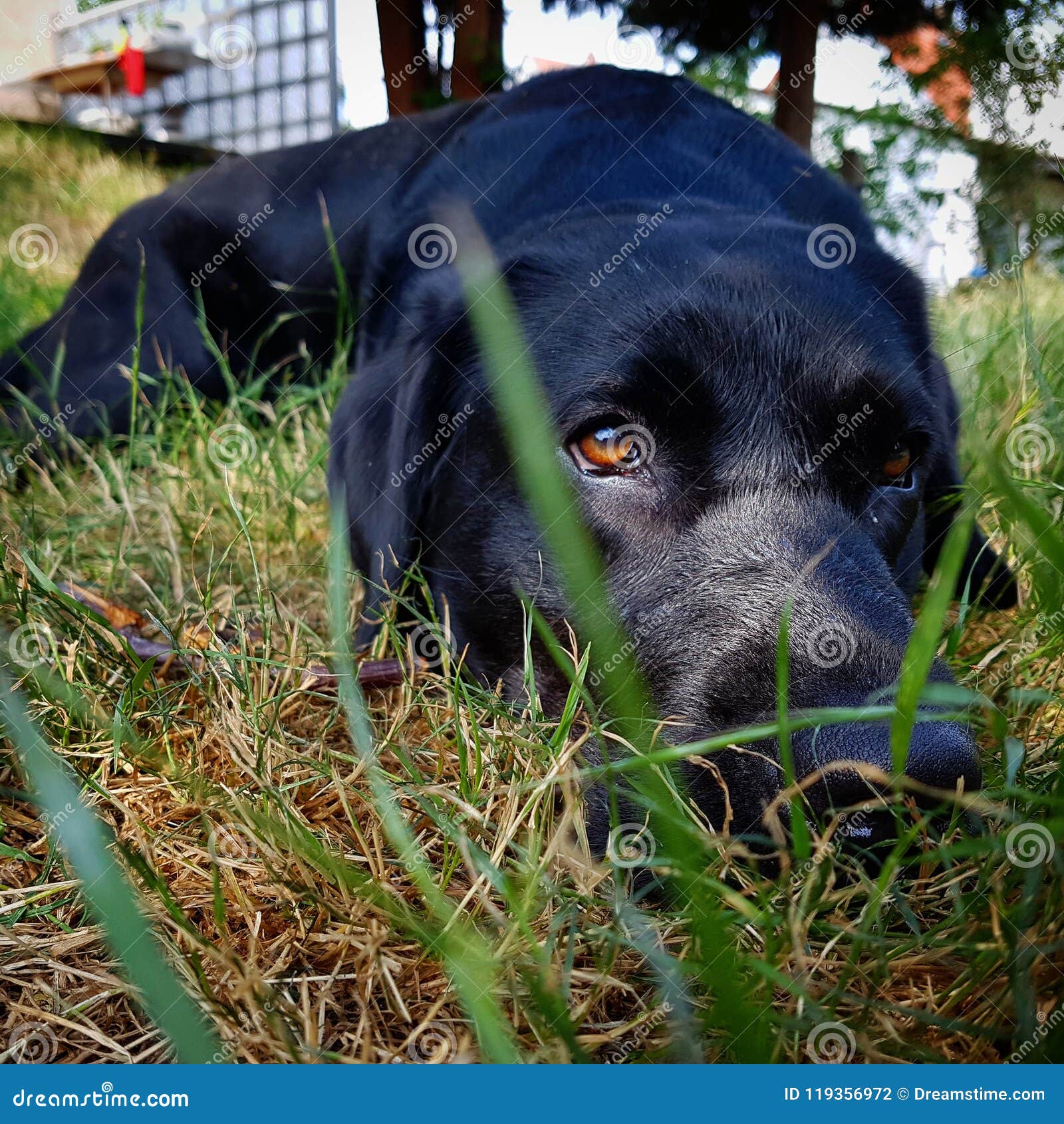 Chilling Dog stock photo. Image of chilling, black, nature - 119356972