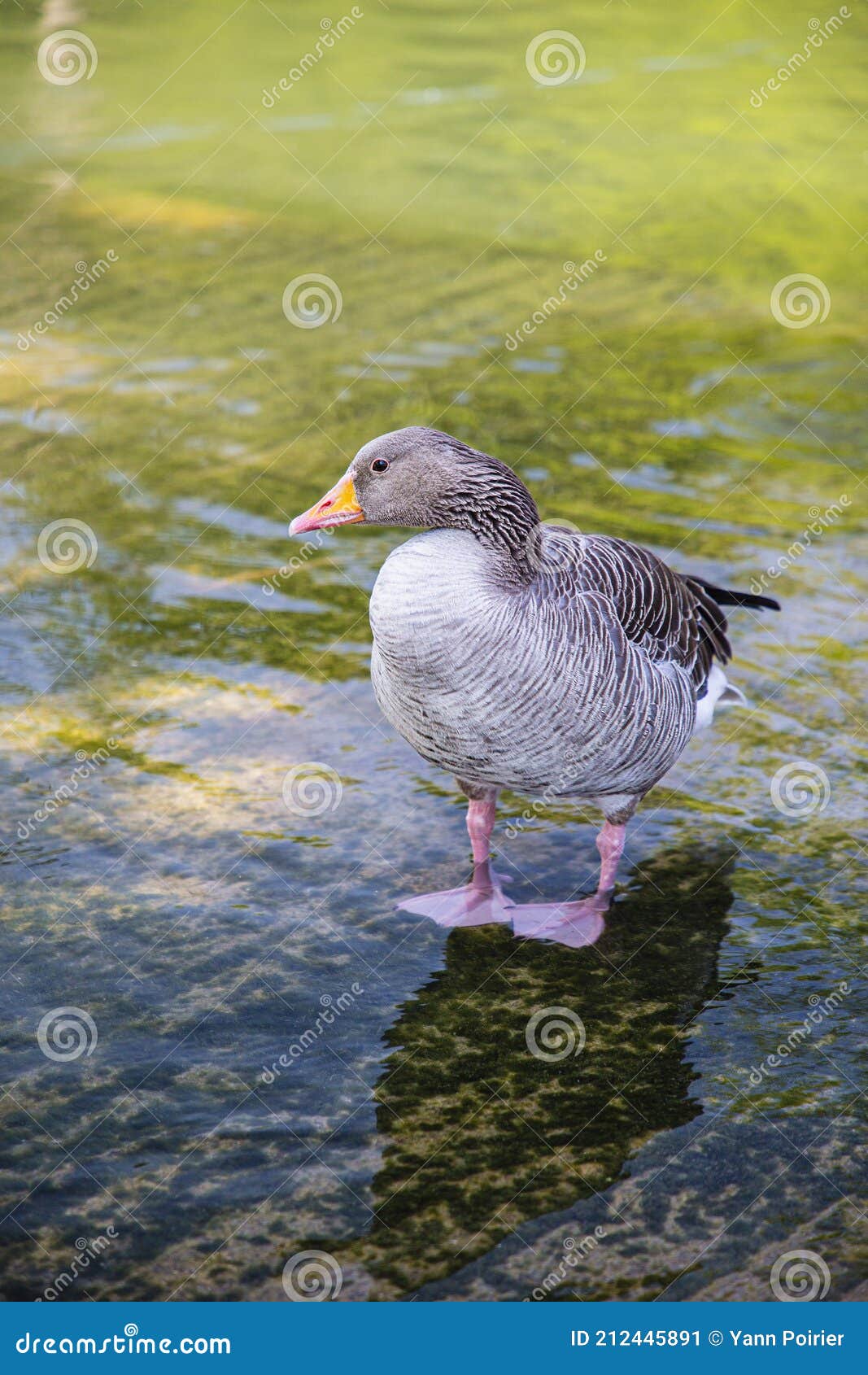 Chilling duck stock image. Image of domestic, bright - 212445891