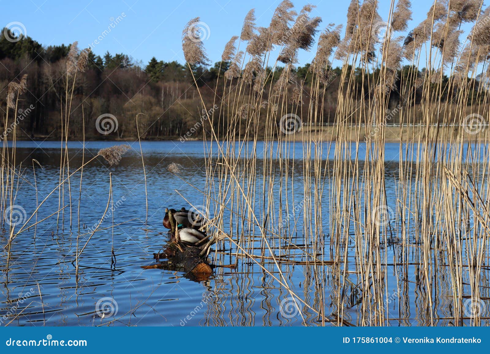 Chilling of ducks stock photo. Image of sedge, birds - 175861004