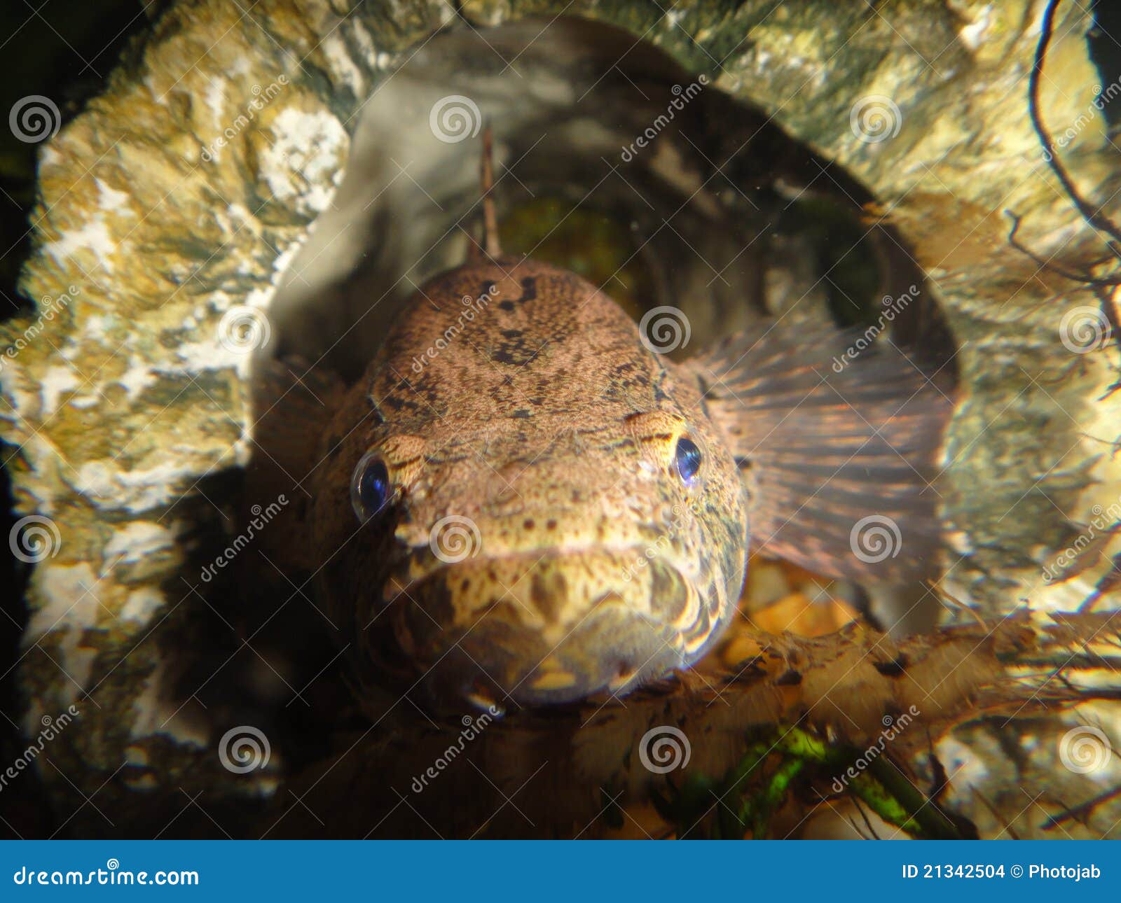 Chilling fish stock photo. Image of fish, water, grumpy - 21342504