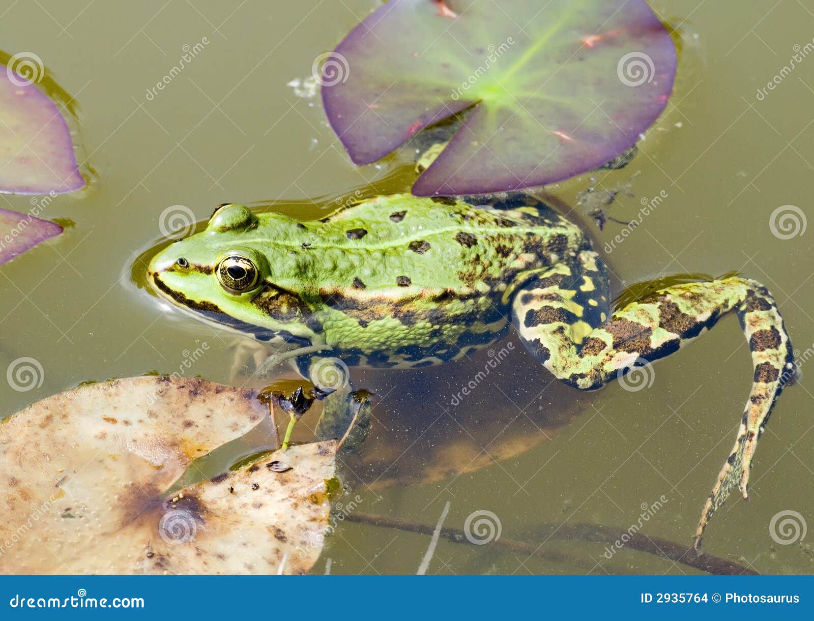 Chilling frog stock photo. Image of animal, croaking, rest - 2935764