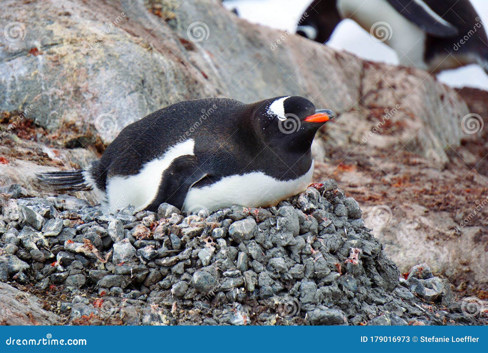 Chilling Gentoo Penguin on Its Nest Made of Stones Stock Image - Image ...