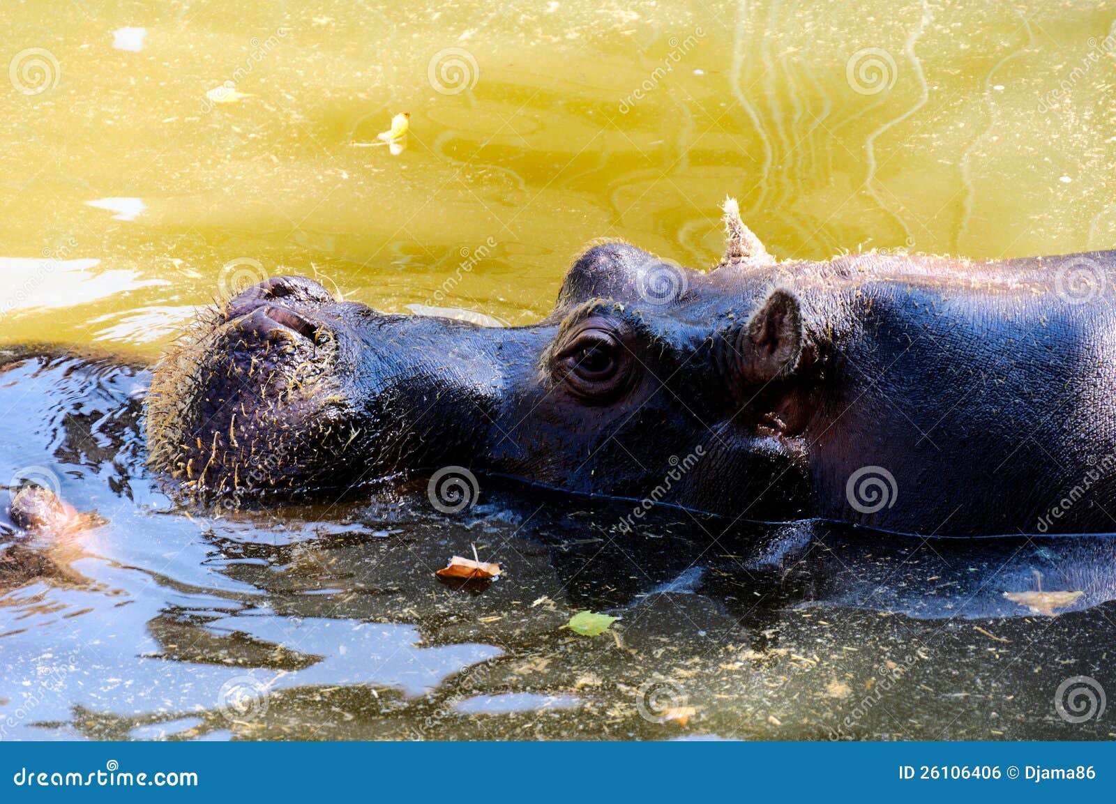 Chilling Hippo stock photo. Image of aquatic, pattern - 26106406
