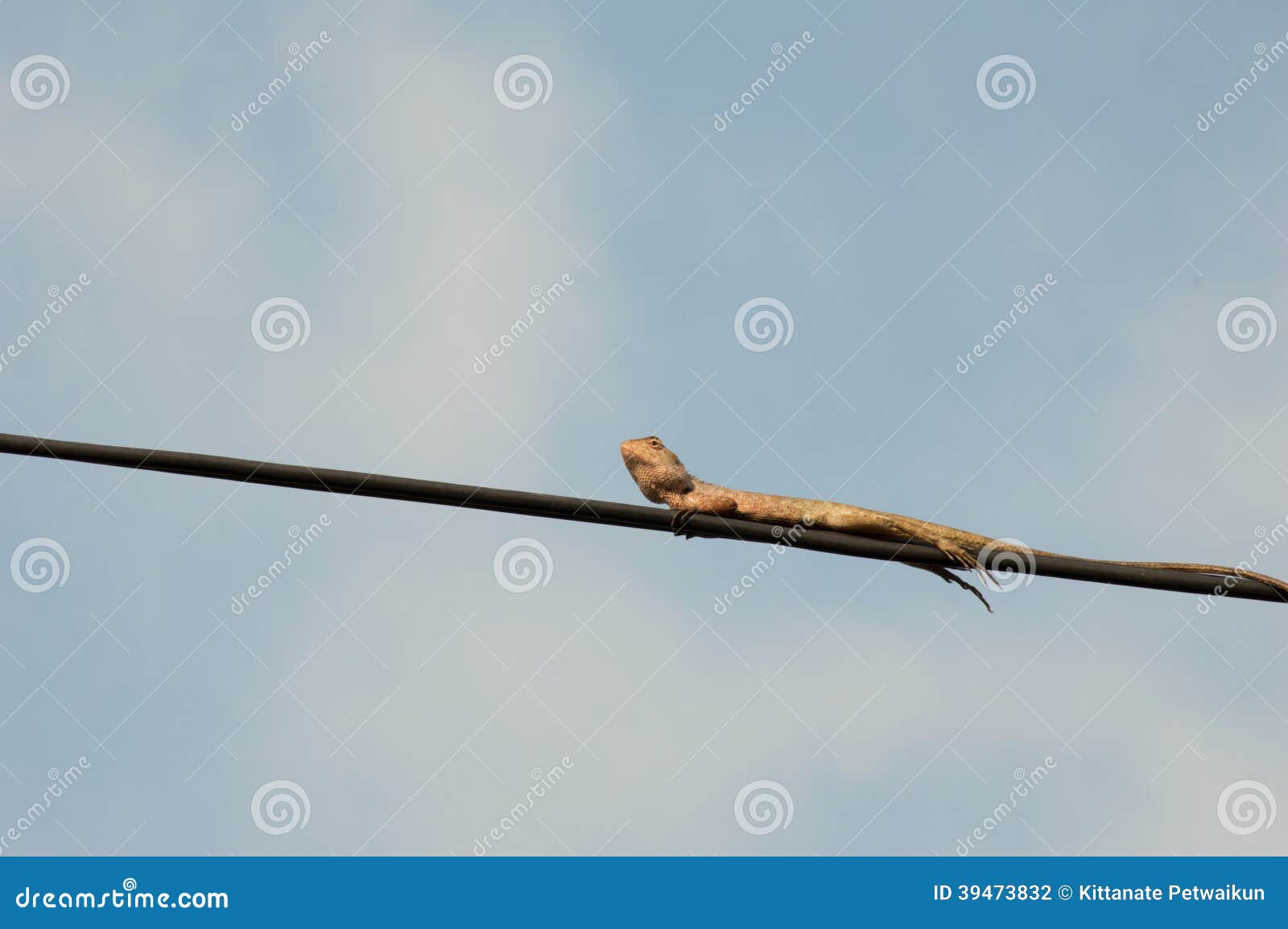 Chilling Lizard stock photo. Image of reptile, animal - 39473832