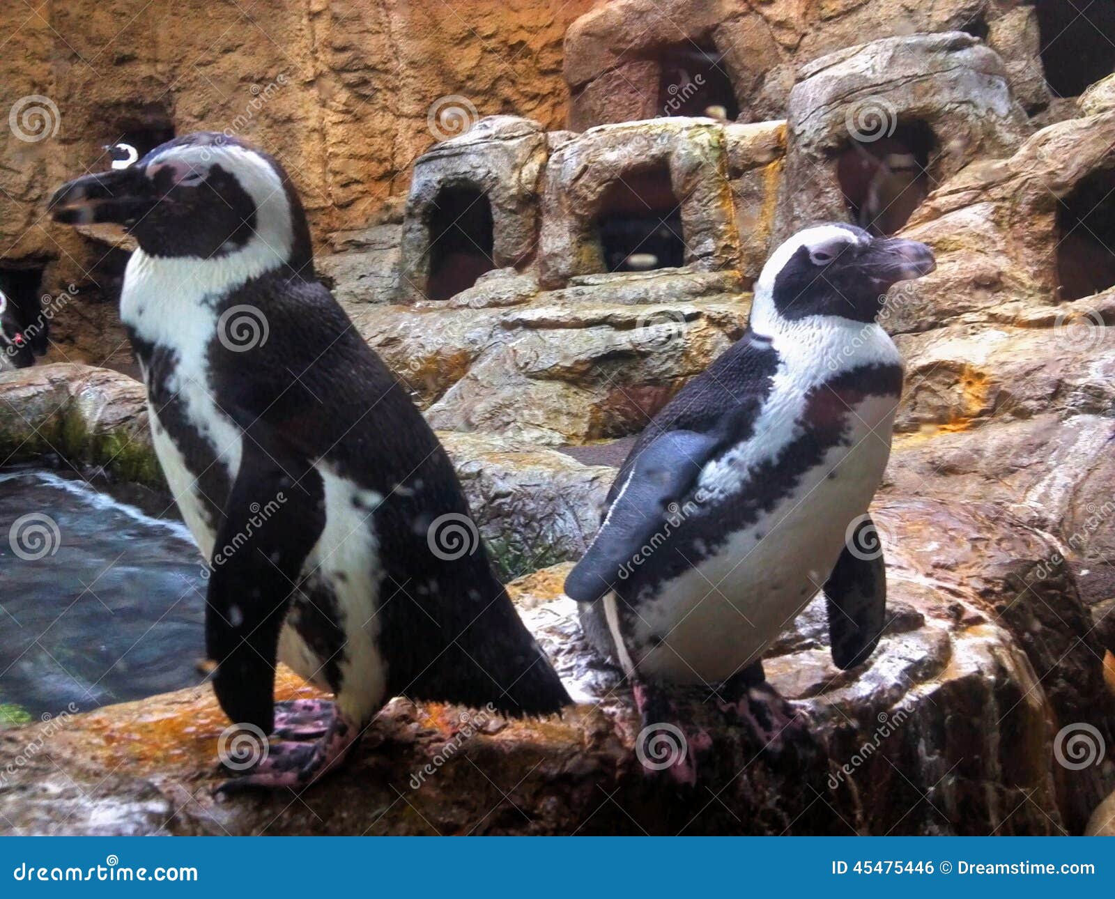 Chilling Penguins Stock Photos - Free & Royalty-Free Stock Photos from ...
