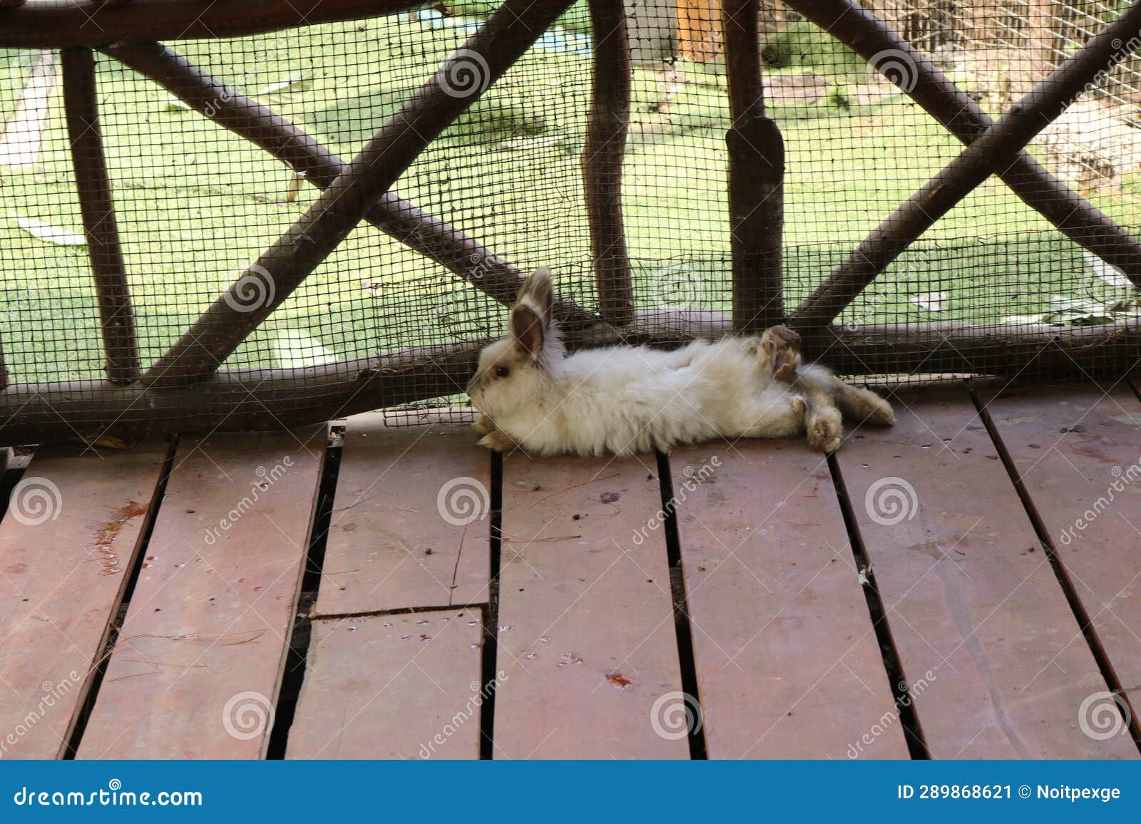 Chilling Rabbit in a Traditional Wooden Structures Stock Image - Image ...
