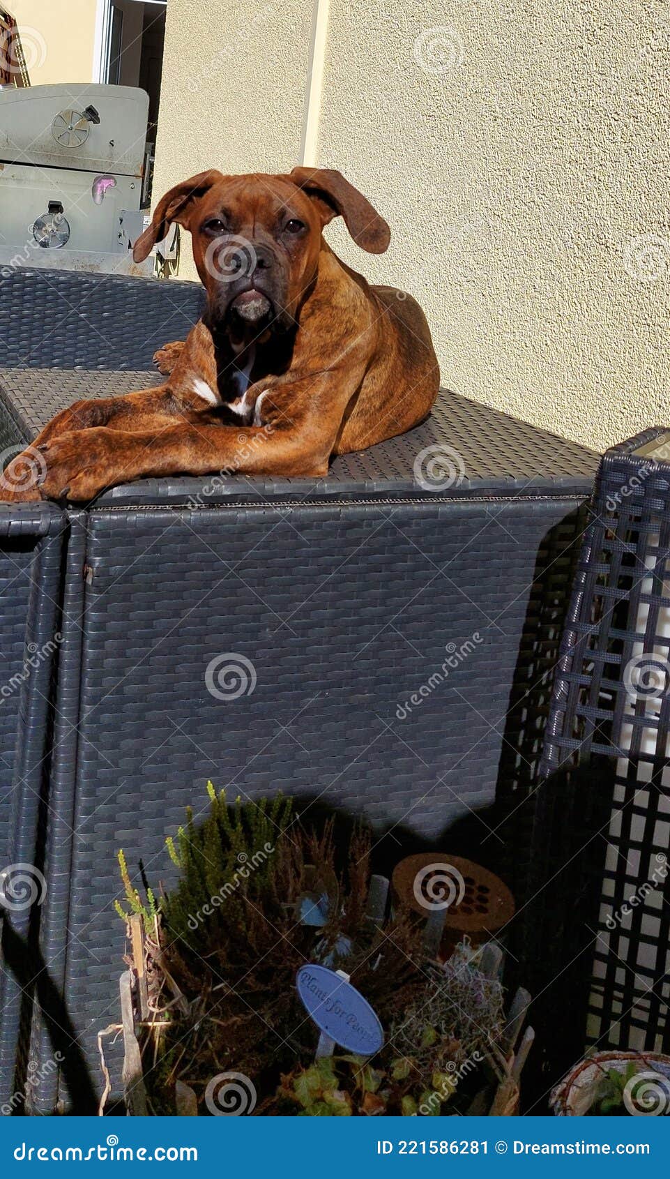 Chilling in the sun stock image. Image of summer, chilling - 221586281