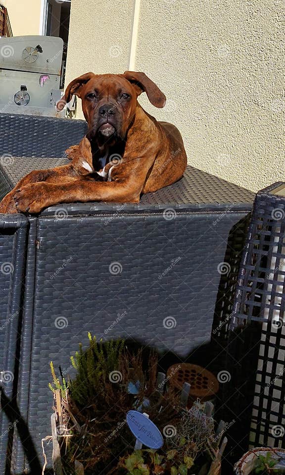 Chilling in the sun stock image. Image of summer, chilling - 221586281