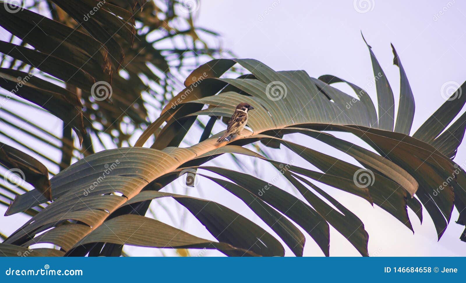 Chilling tree sparrow stock photo. Image of leaf, wildlife - 146684658