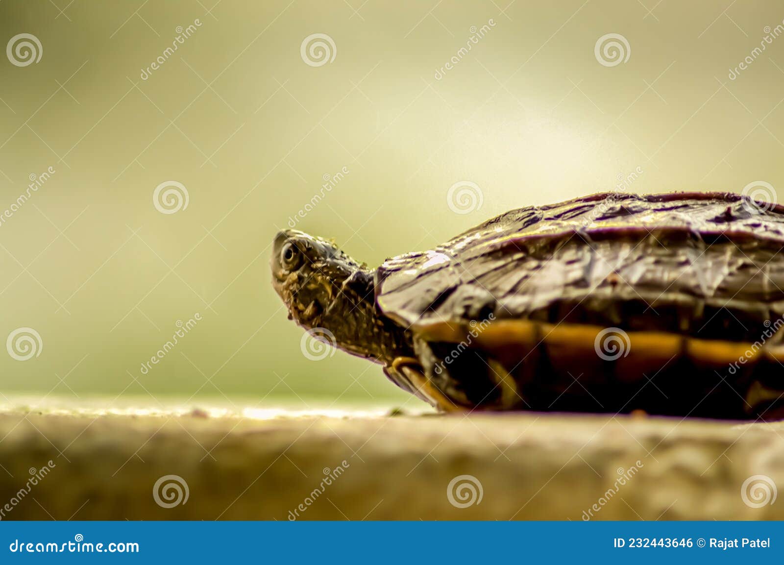 The chilling turtle stock photo. Image of insect, chilling - 232443646