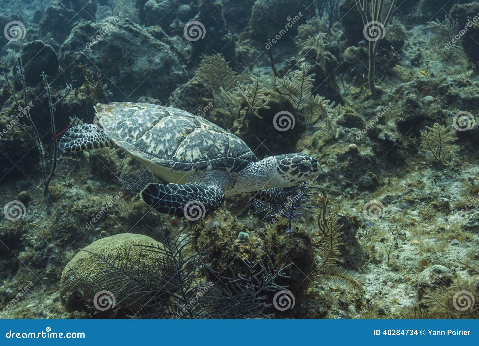 Chilling turtle stock photo. Image of snorkel, terrapin - 40284734