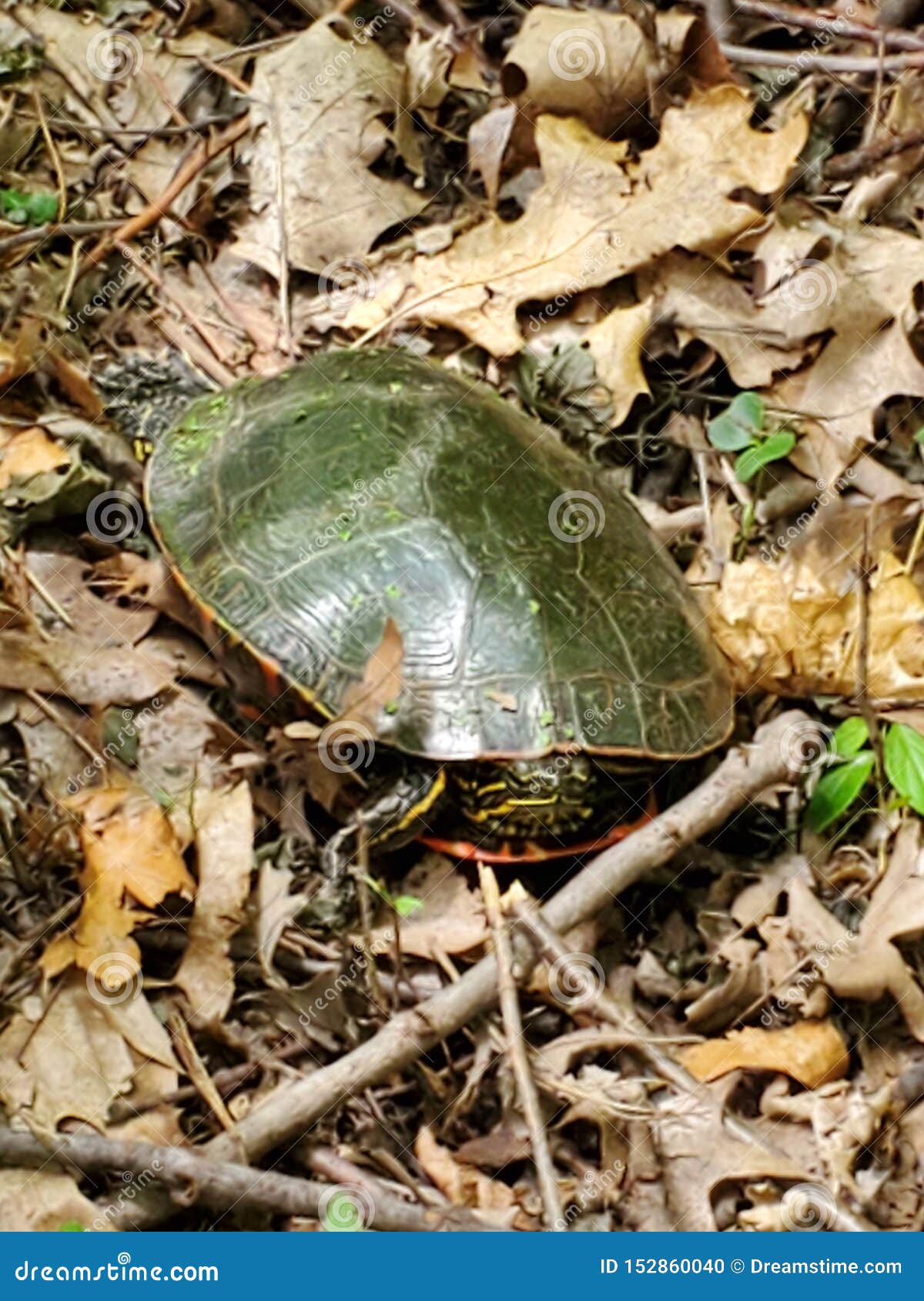 Chilling turtle stock photo. Image of snailing, turtle - 152860040