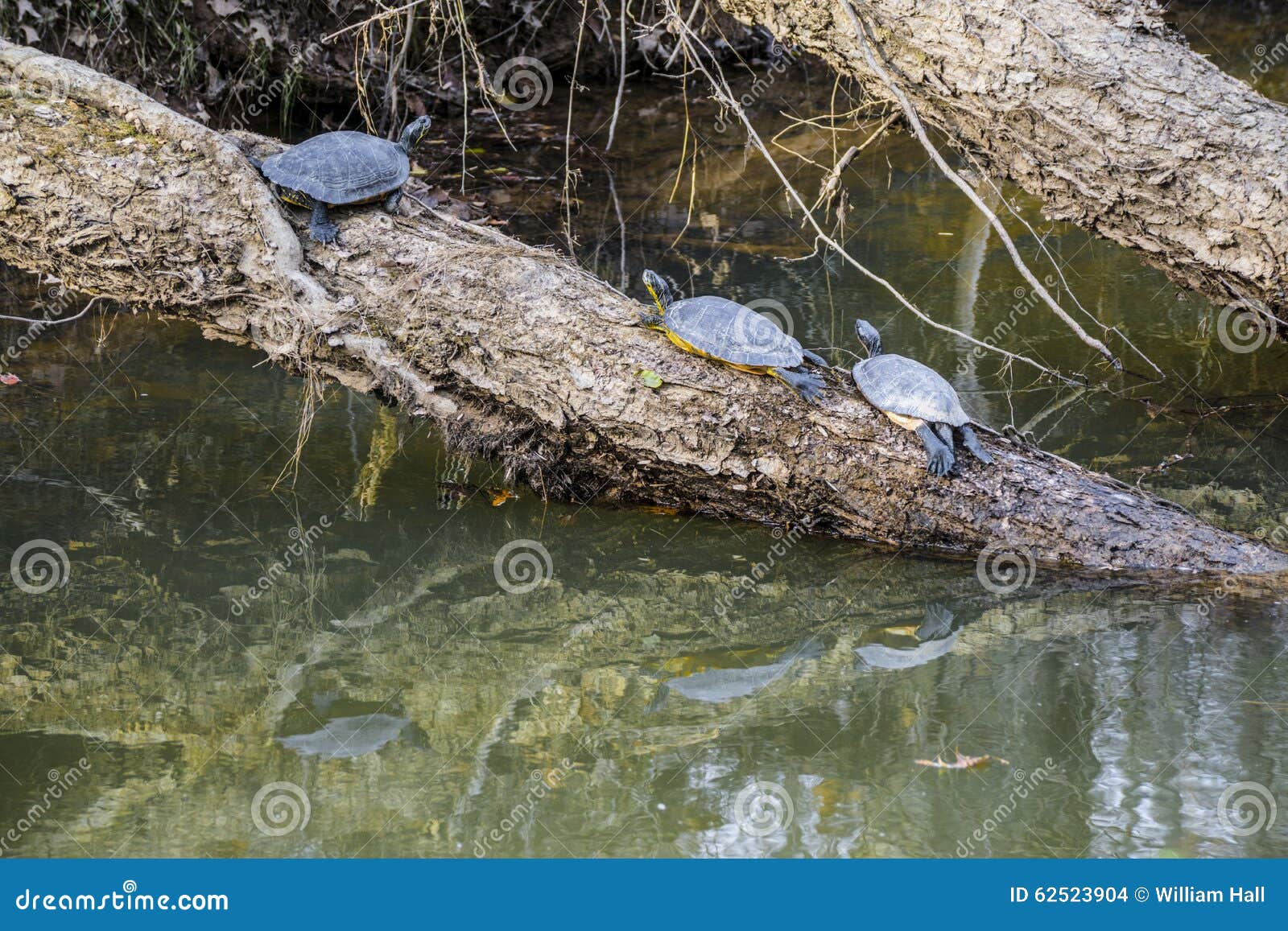 Chilling Turtles stock photo. Image of turtles, friends - 62523904