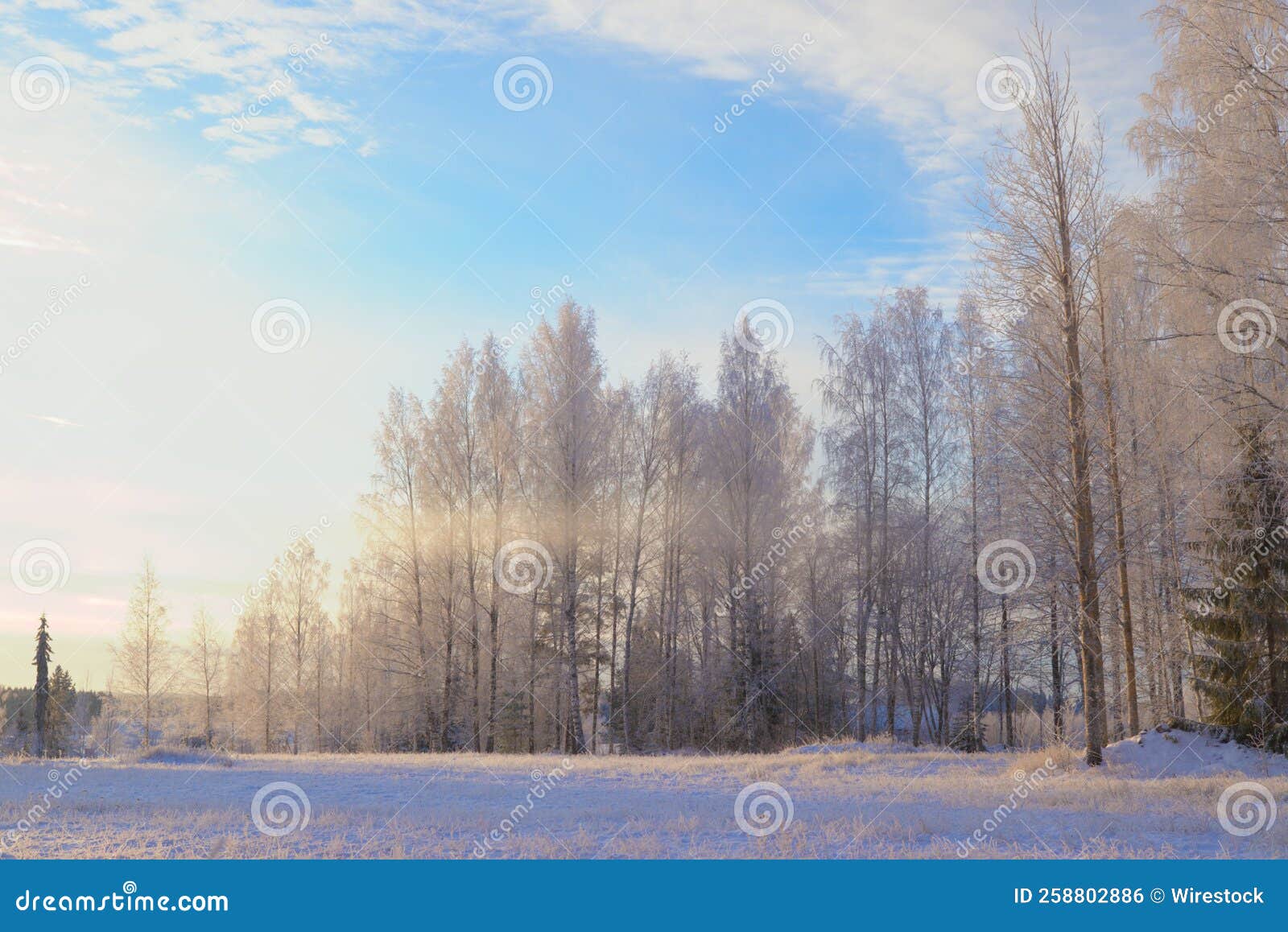 Chilling View of a Snowy Field and Bare Tree Forest Stock Photo - Image ...