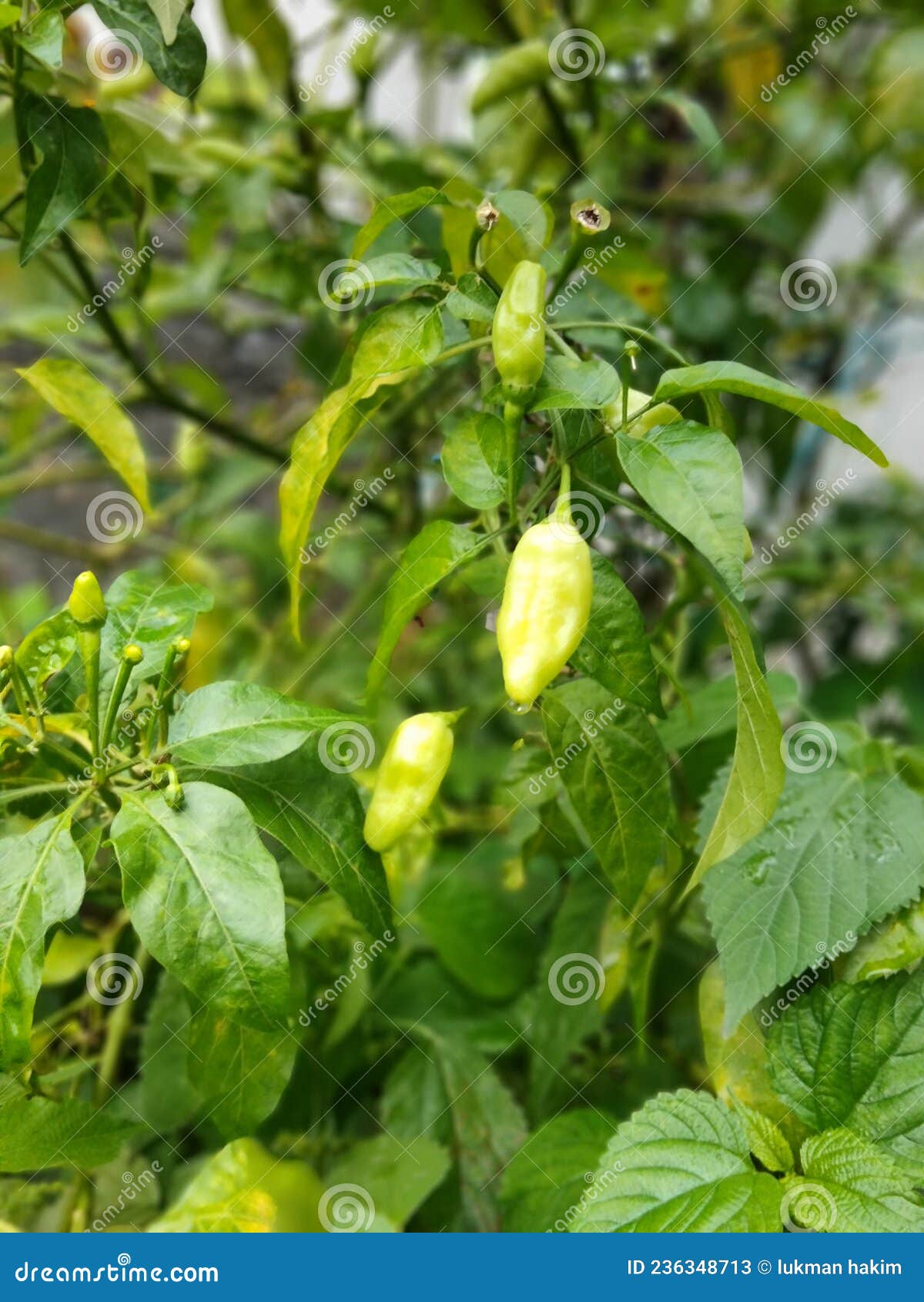 Chilli stock image. Image of vegetables, chillipaper - 236348713