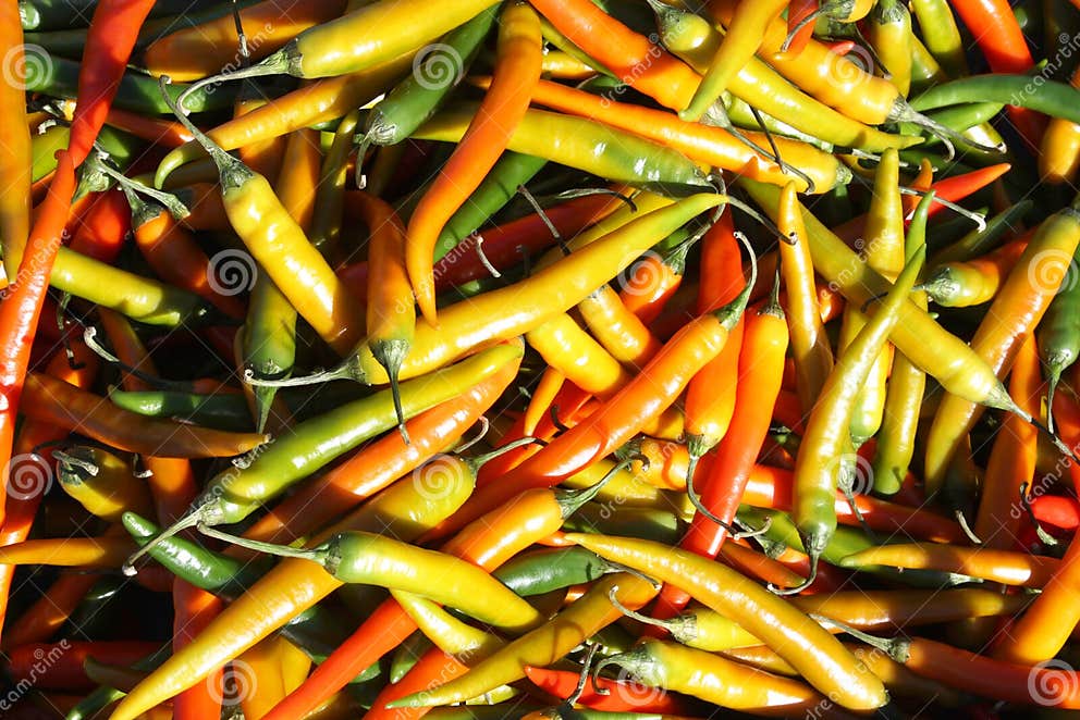 Chillis stock photo. Image of mexican, chillis, food, chilli - 8918514