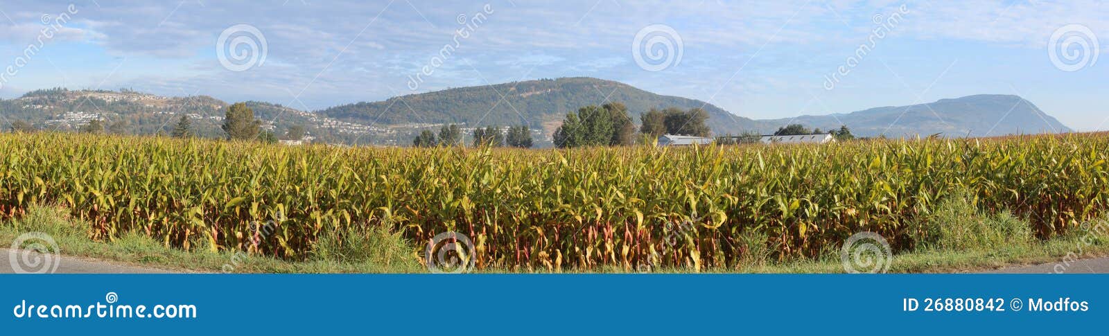Chilliwack Corn Field stock photo. Image of canada, corn - 26880842