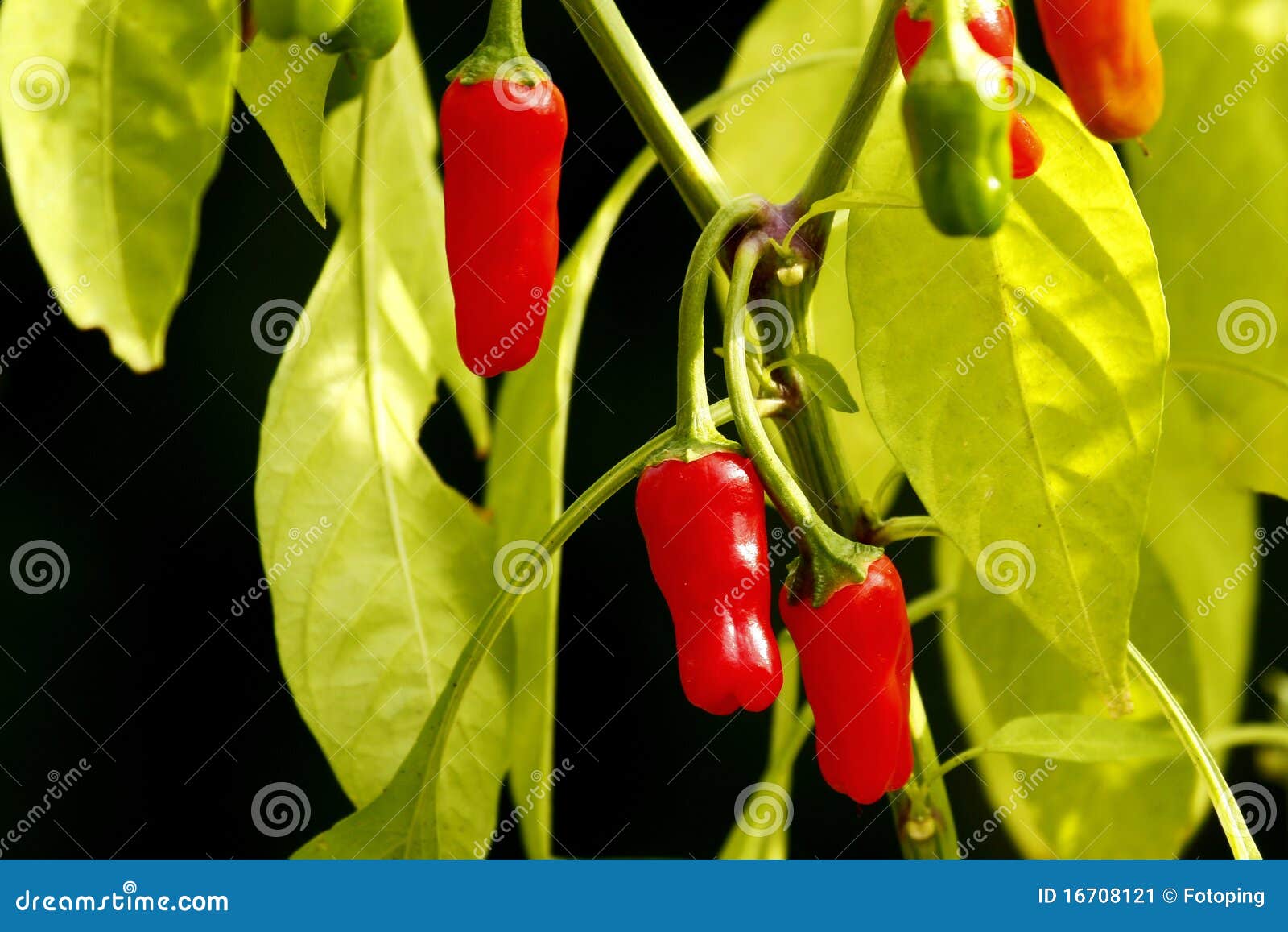 Chilly stock image. Image of food, ghillypulver, kitchen - 16708121