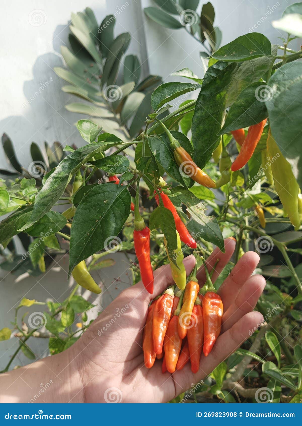 Chilly so Hot Very Very Hot Stock Photo - Image of garden, tree: 269823908