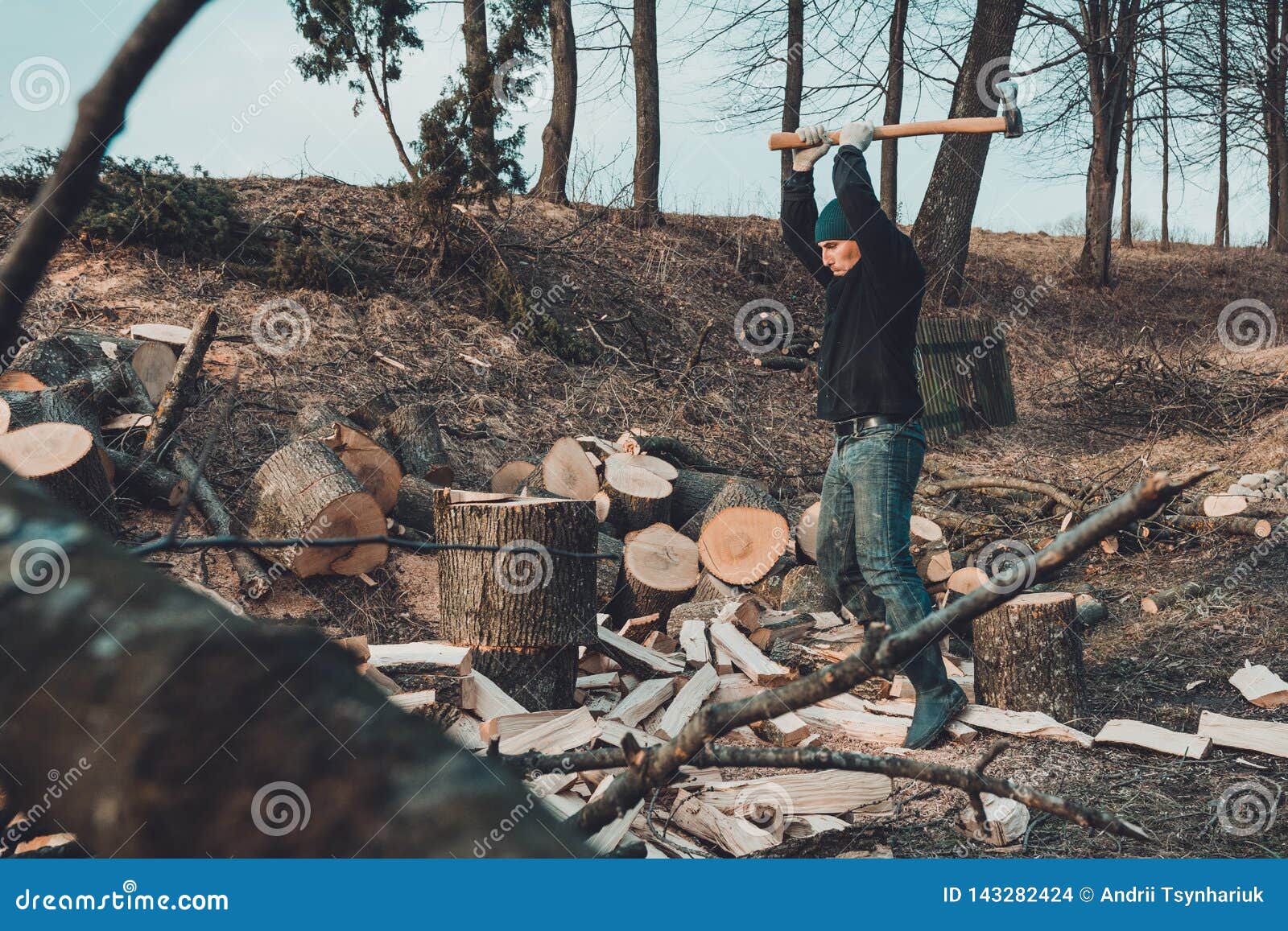 A Chilly Man Harvests Wood for Cold Winter Cutting a Thick Solid Ash ...