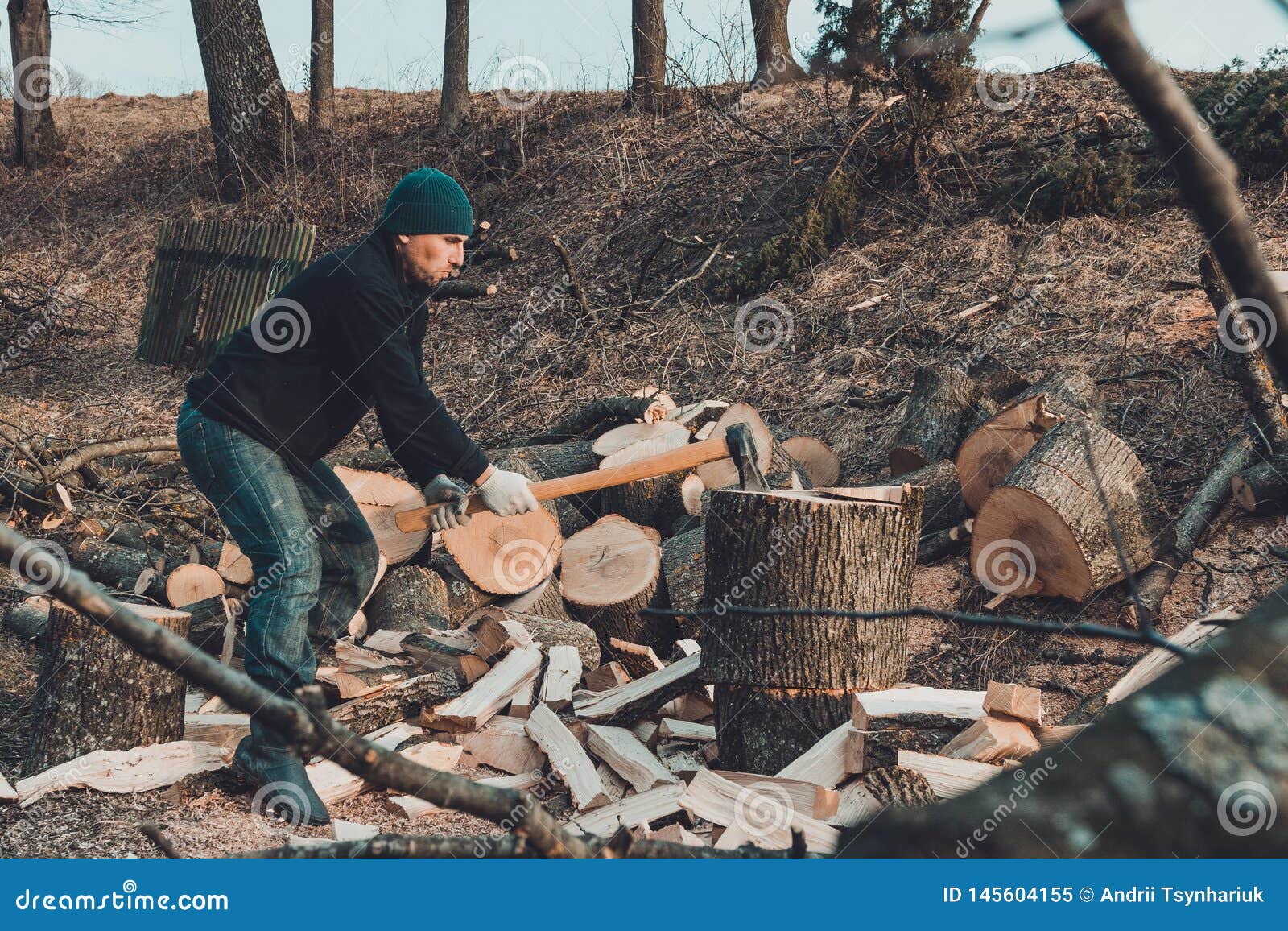 A Chilly Man Harvests Wood for Cold Winter Cutting a Thick Solid Ash ...