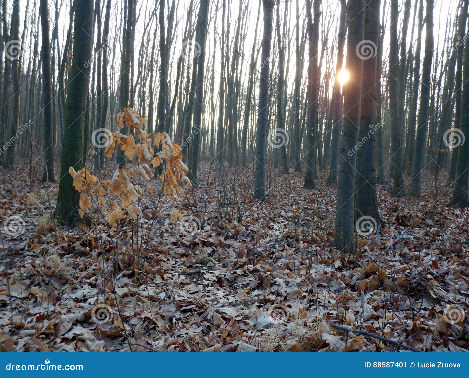 Chilly Morning in an Autumn Nature Stock Image - Image of land, ecology ...