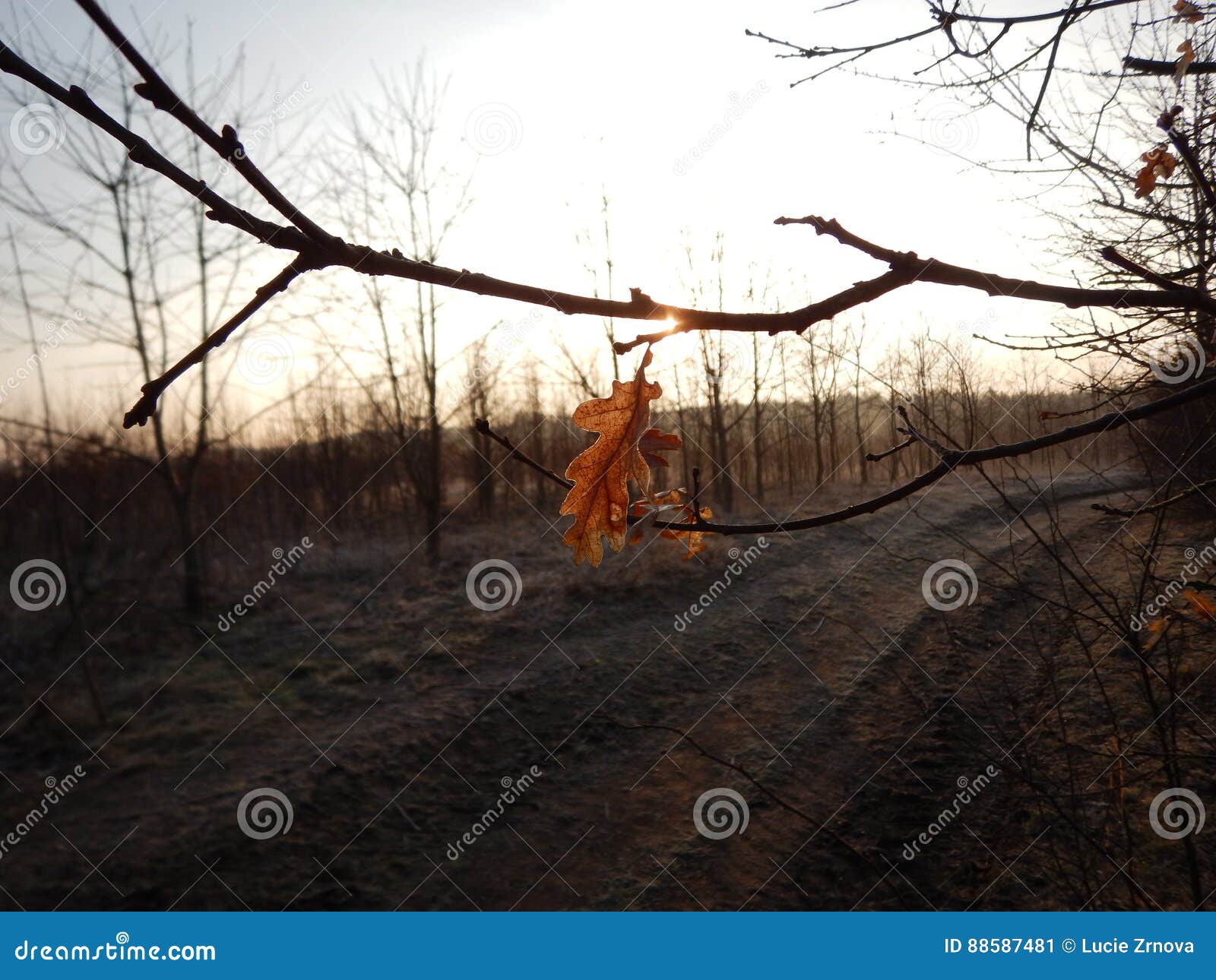 Chilly Morning in an Autumn Nature Stock Image - Image of beautiful ...