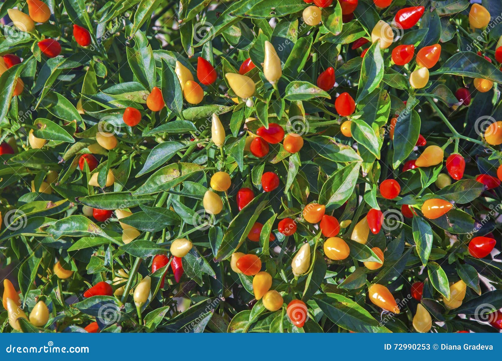 Chilly Peppers Background stock image. Image of herbs - 72990253